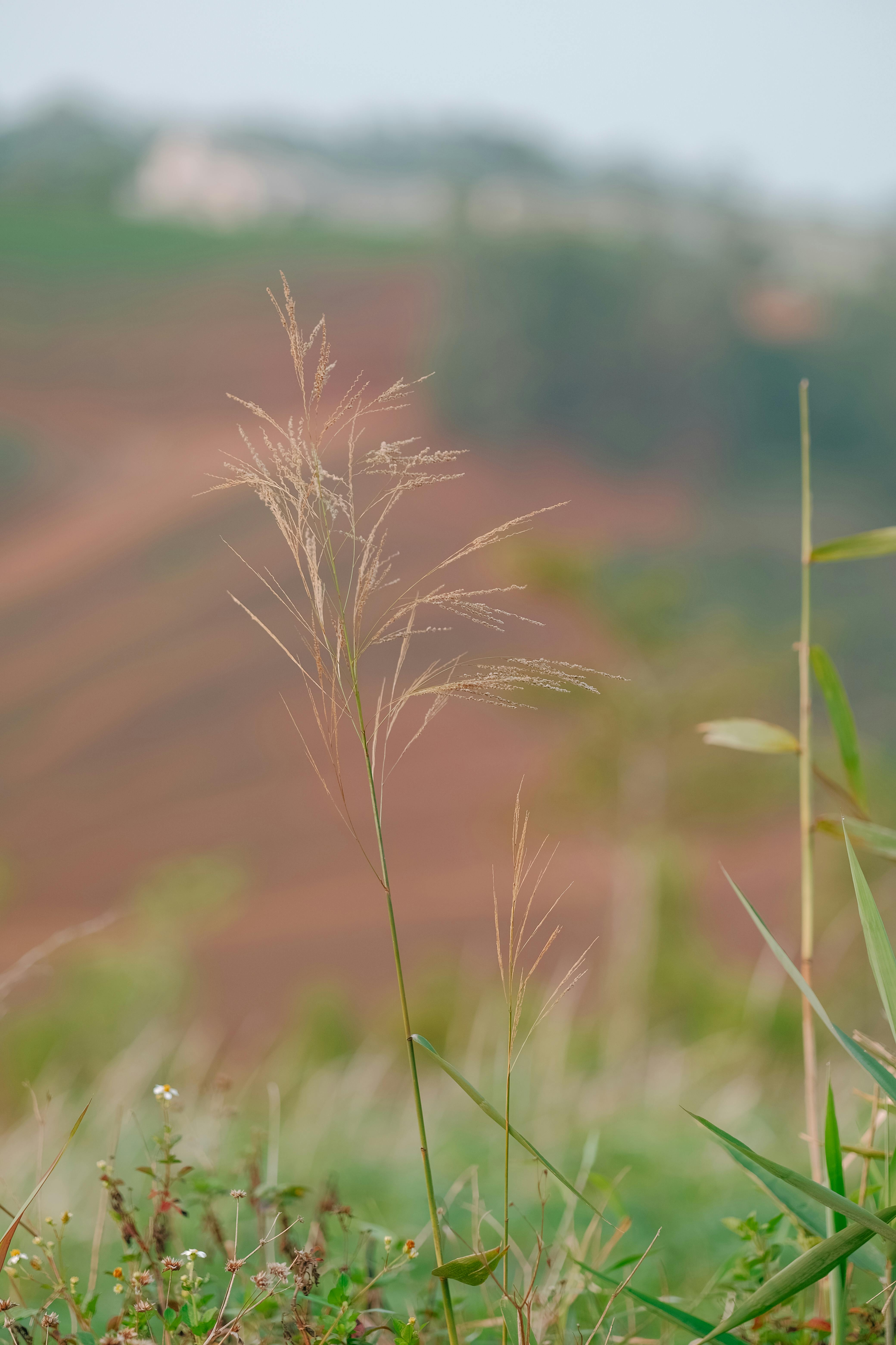 Wheat & Weeds Photos, Download The BEST Free Wheat & Weeds Stock Photos ...