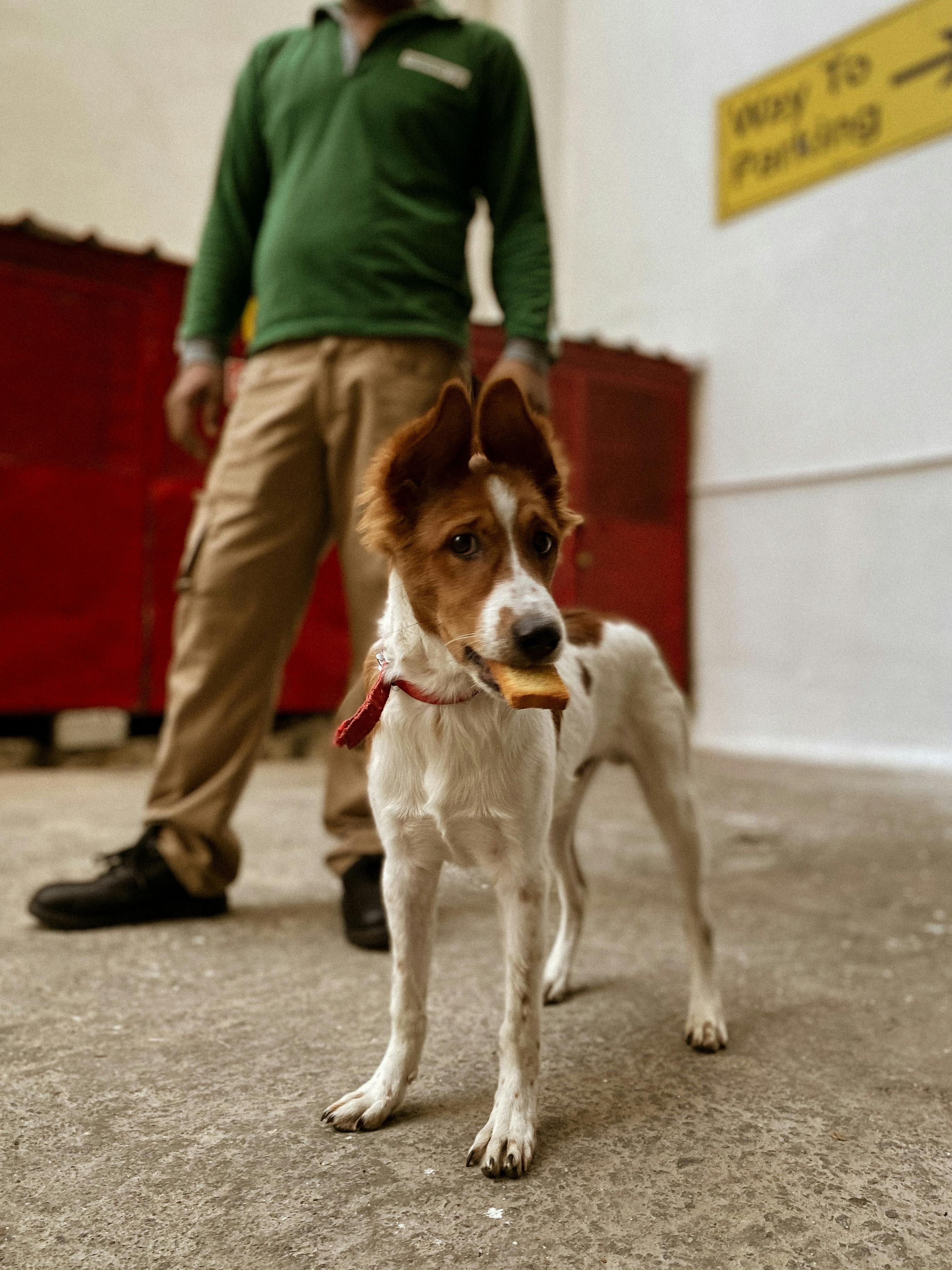 Albin Biju - การถ่ายภาพ