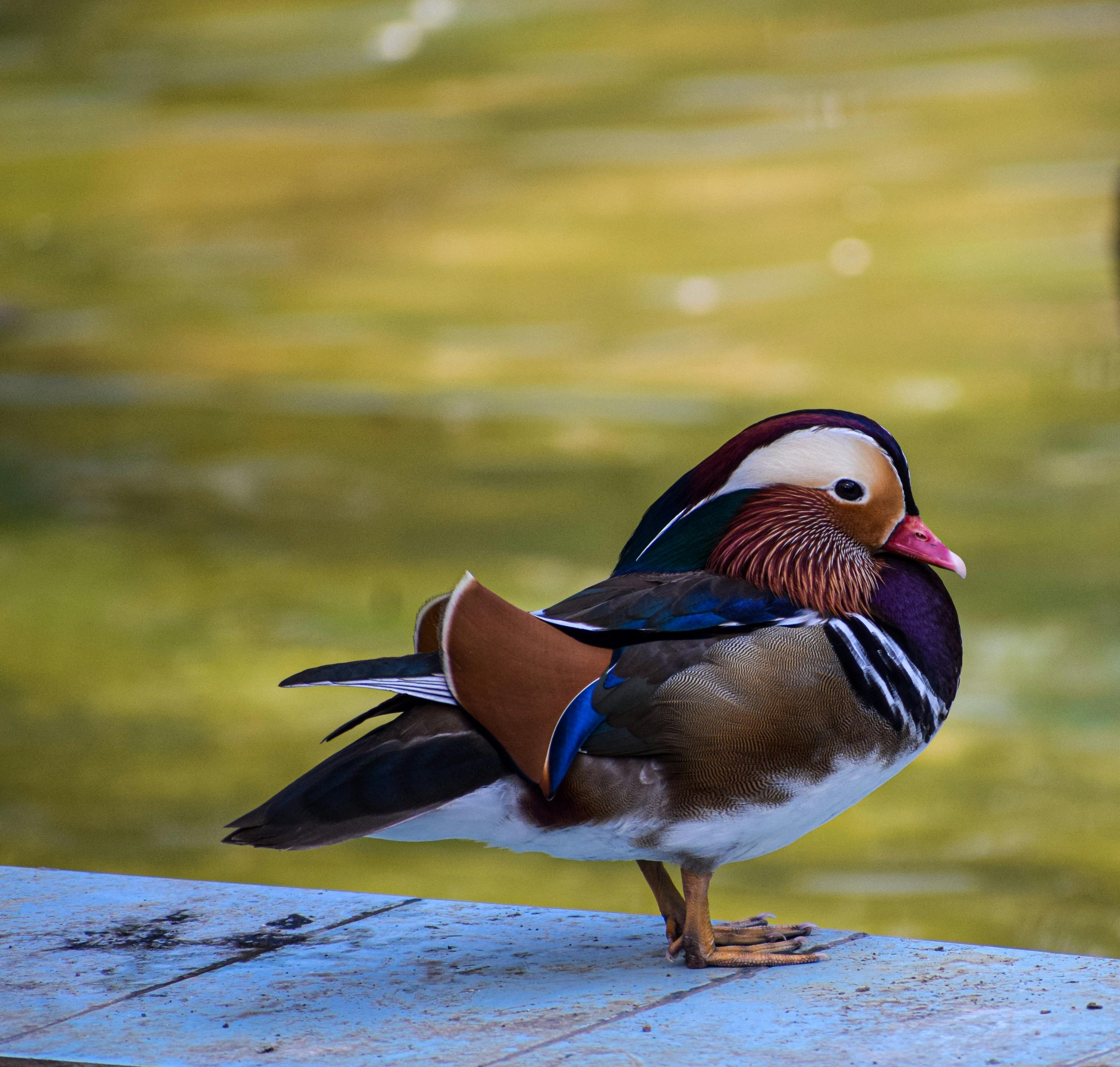 Mandarin Duck in Nature · Free Stock Photo