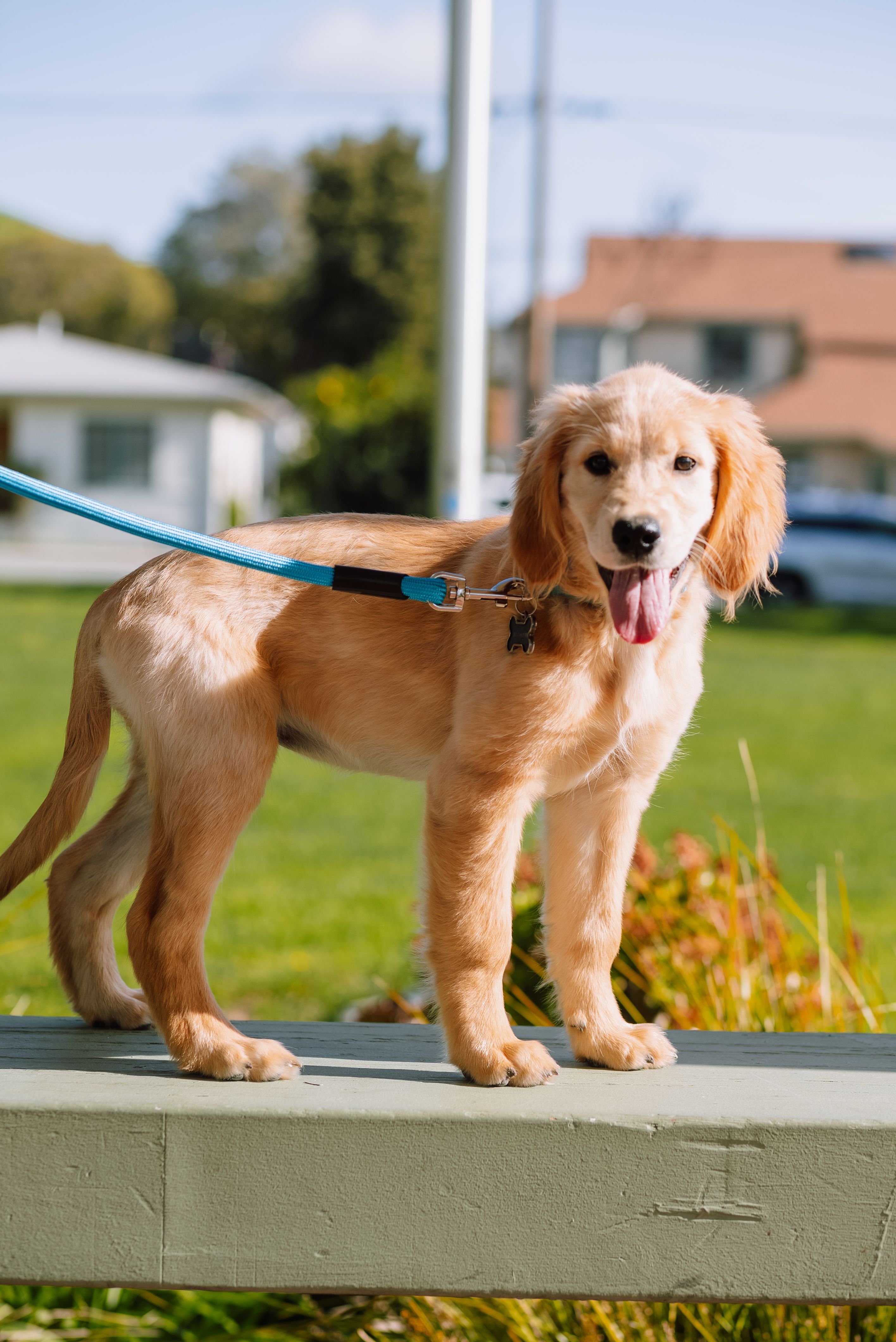 Perro Con Correa · Foto de stock gratuita