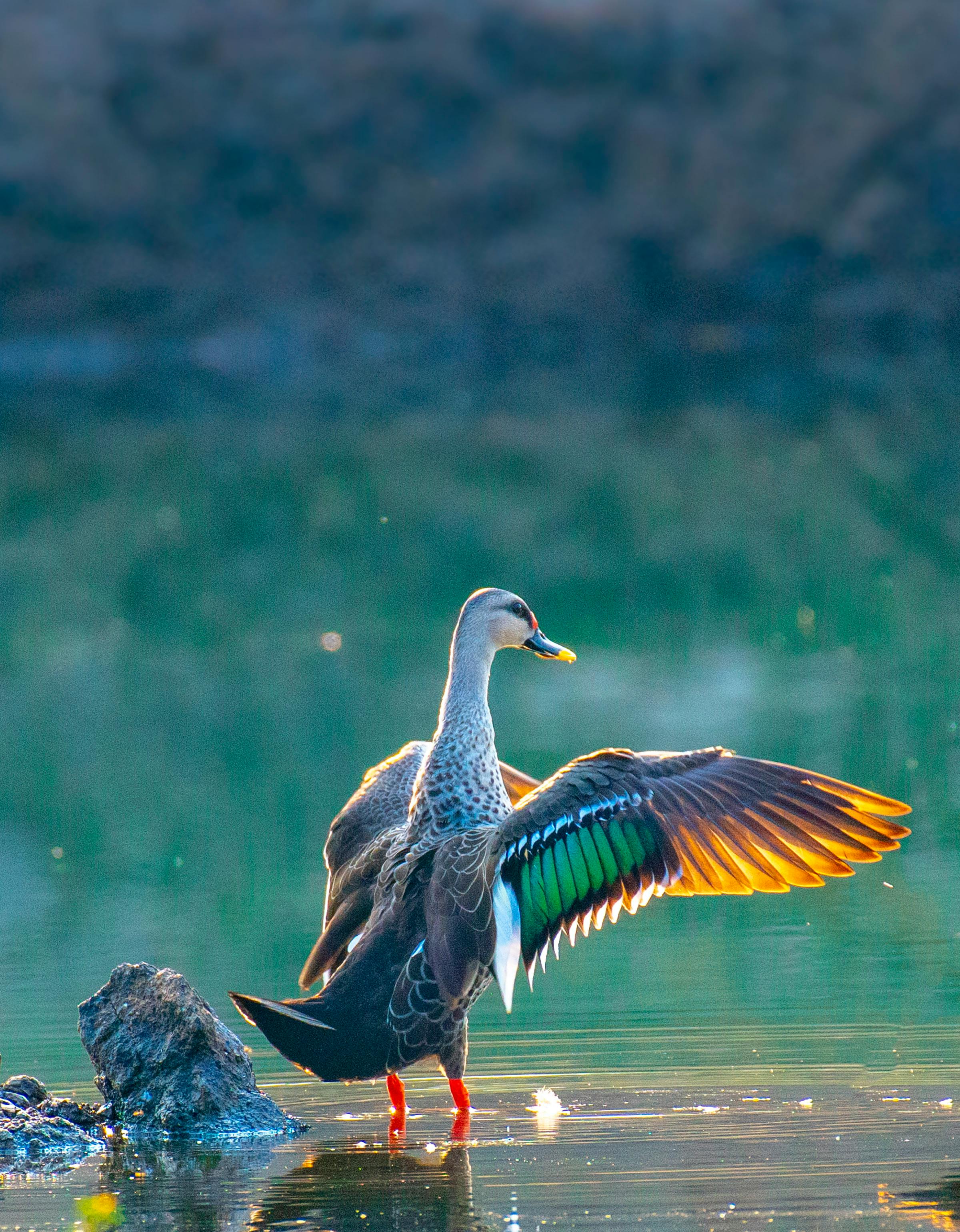 Duck View Photos, Download The BEST Free Duck View Stock Photos & HD Images