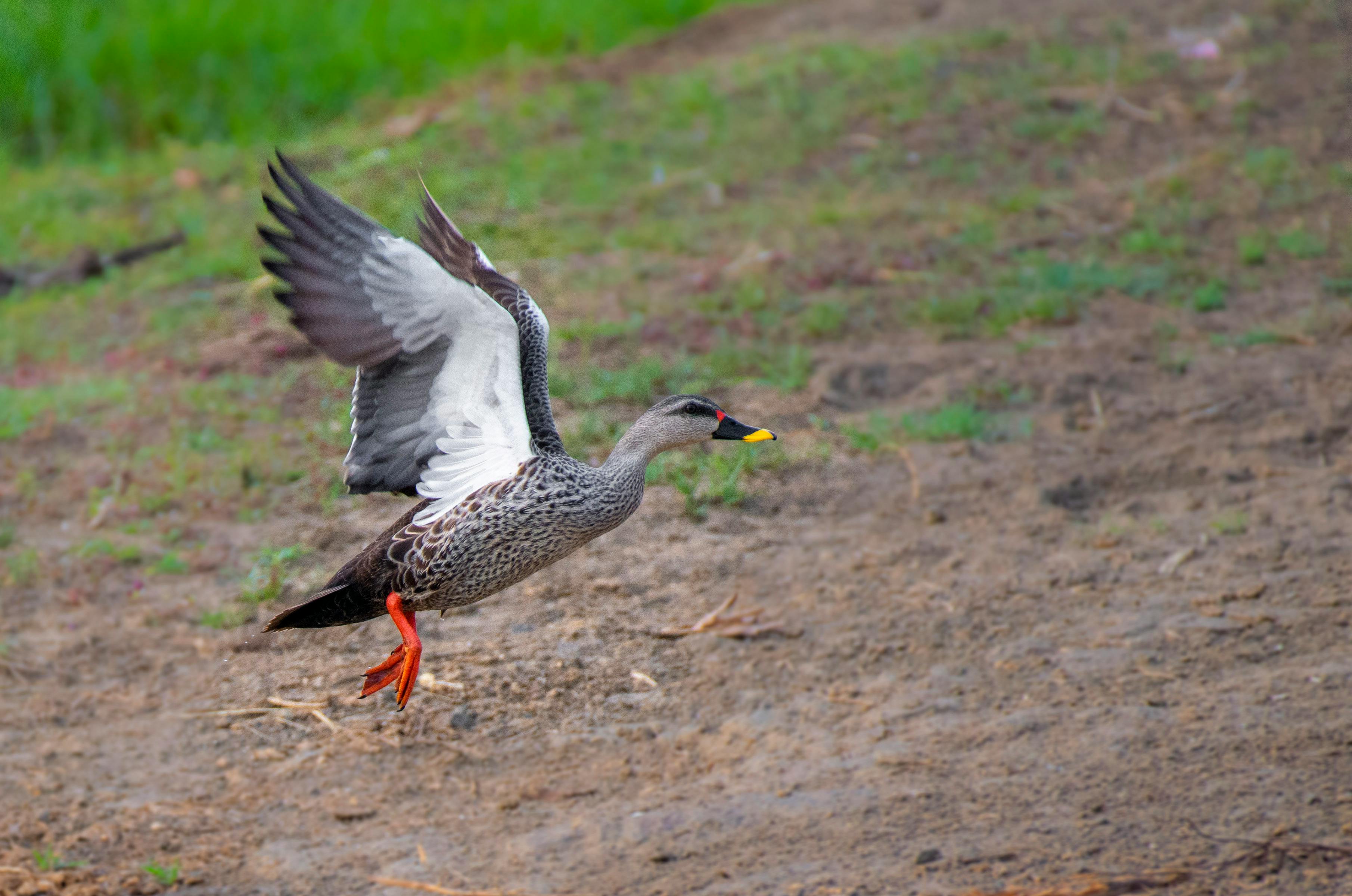 Close up of Flying Duck · Free Stock Photo