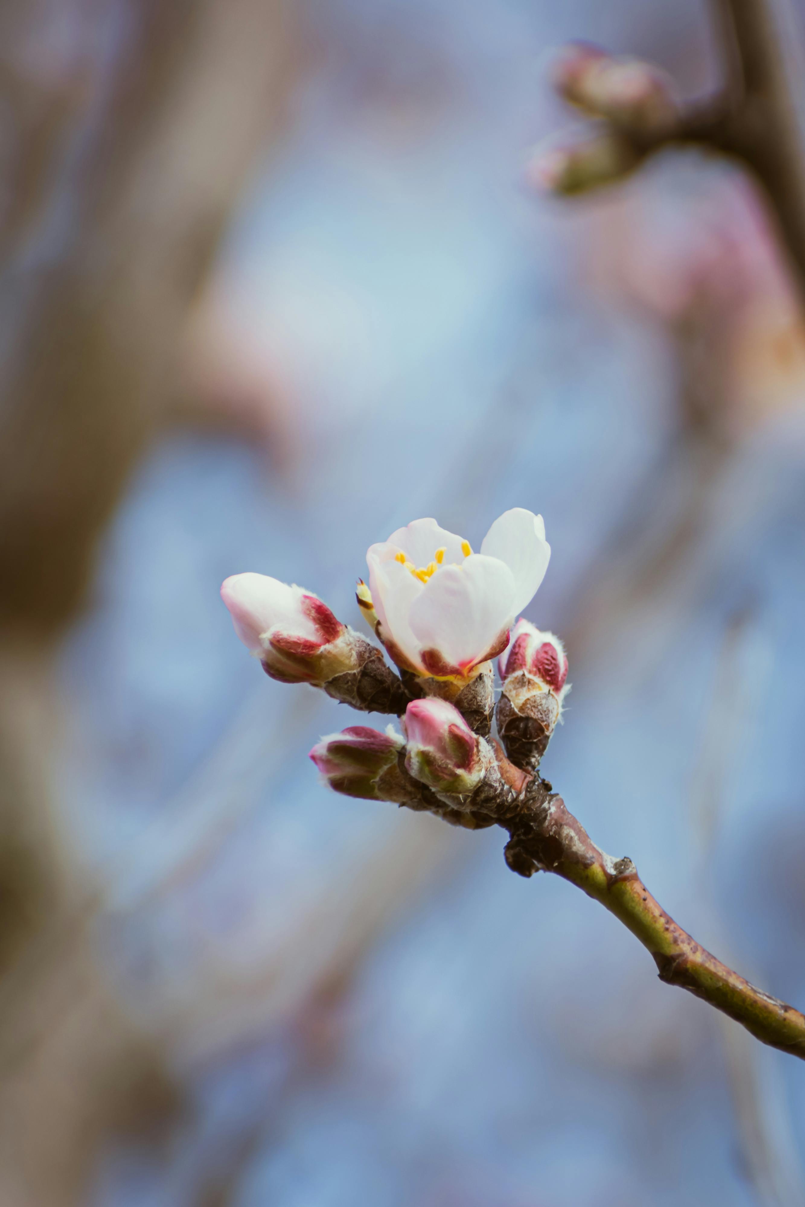 A small flower bud on a tree branch · Free Stock Photo