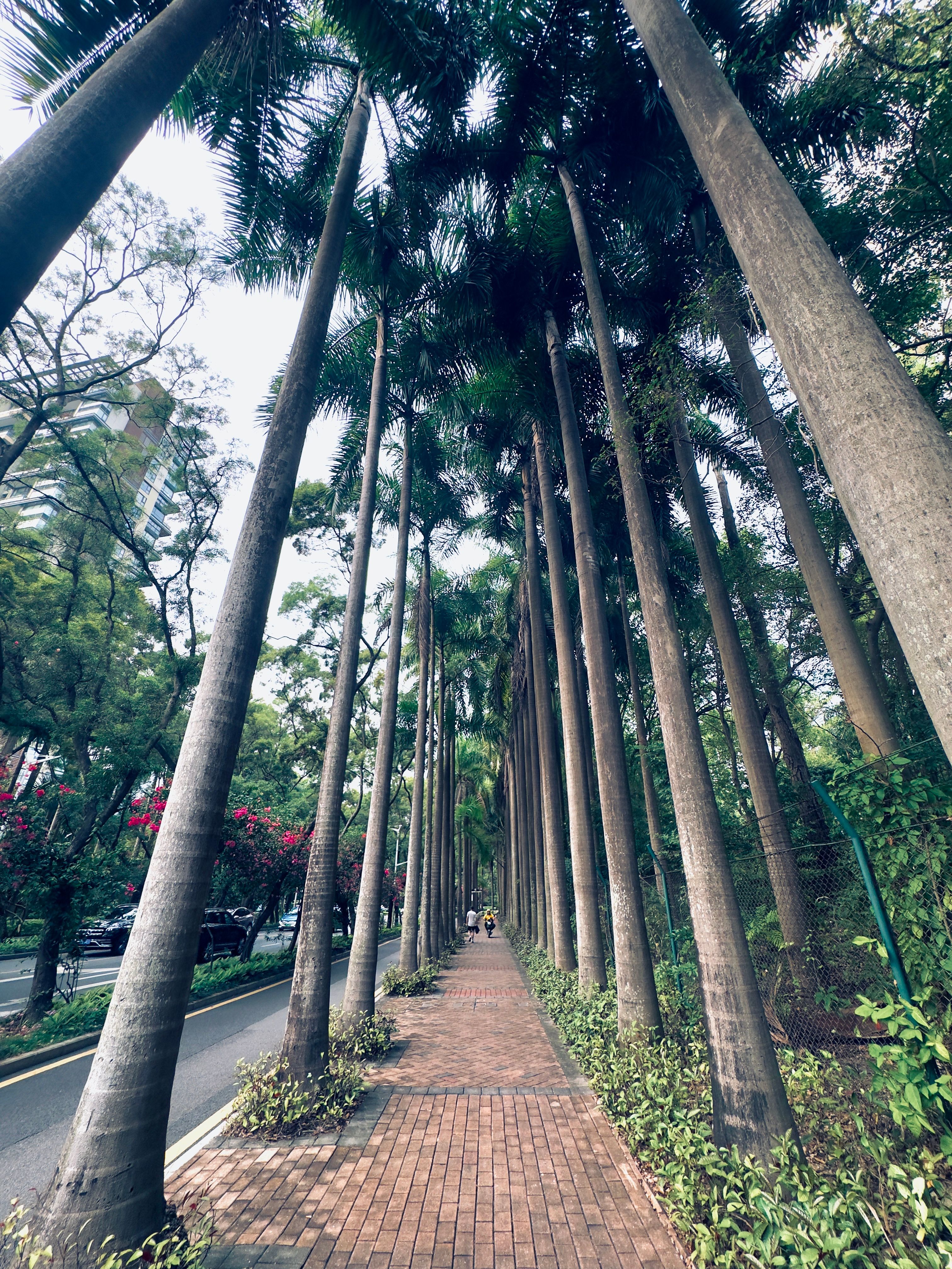 Pavement and Street among Trees · Free Stock Photo