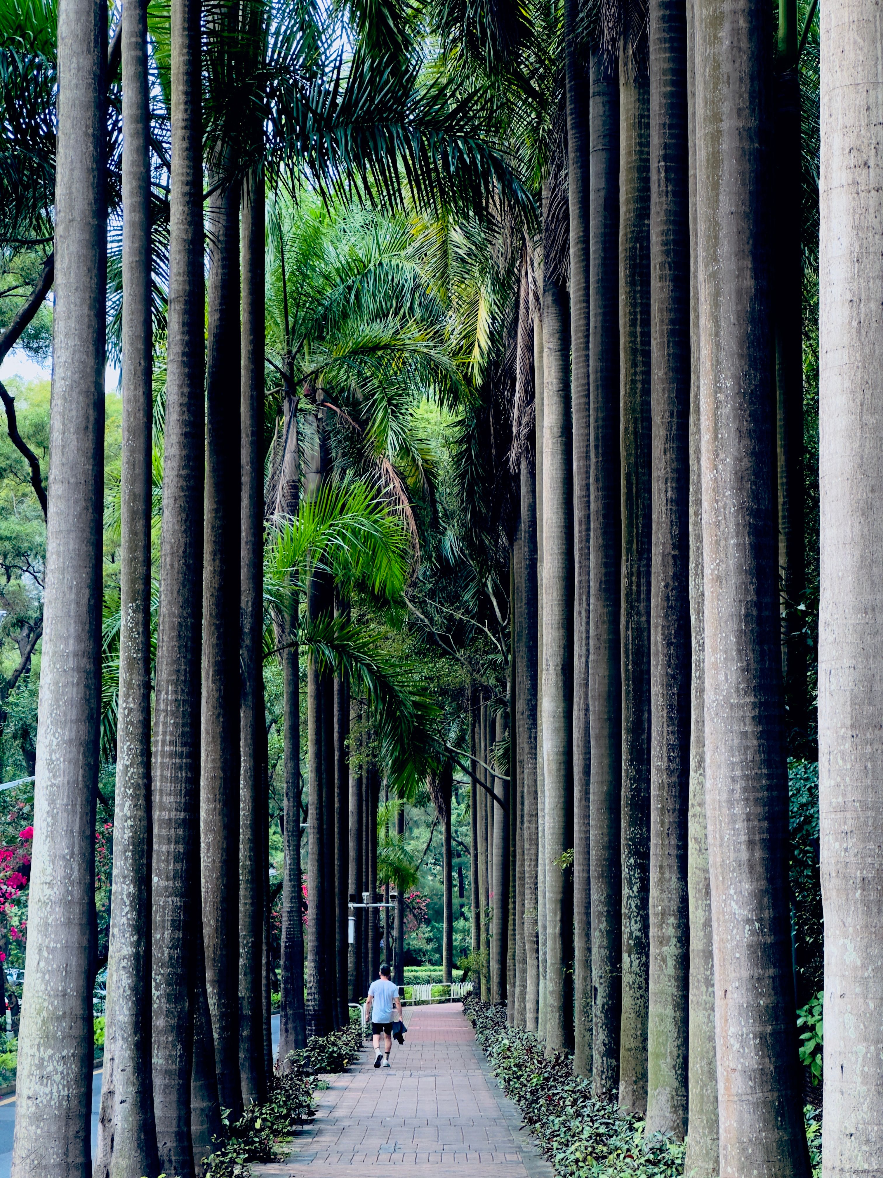 Palm Trees around Pavement · Free Stock Photo