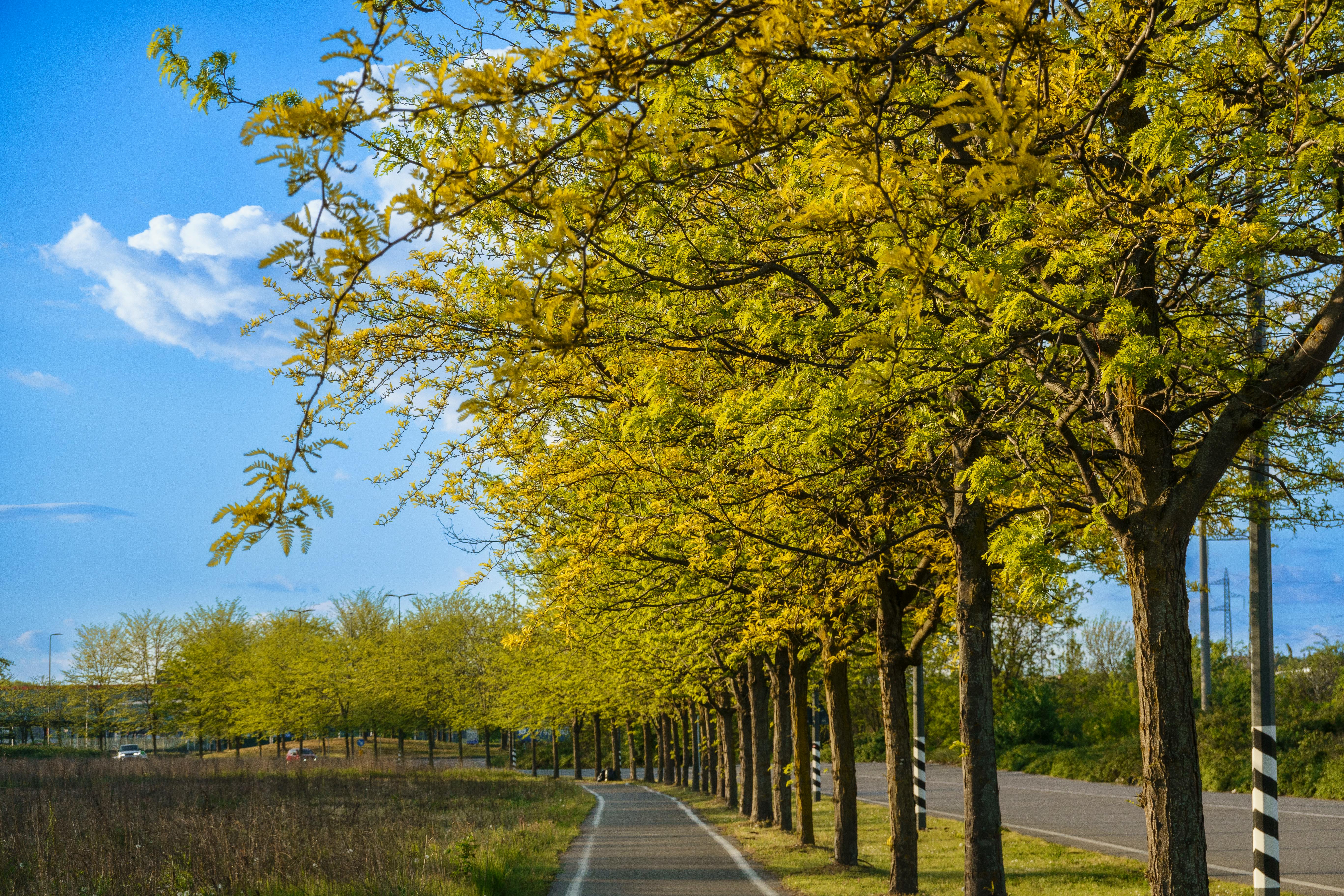 Trees near Road and Bike Lane · Free Stock Photo