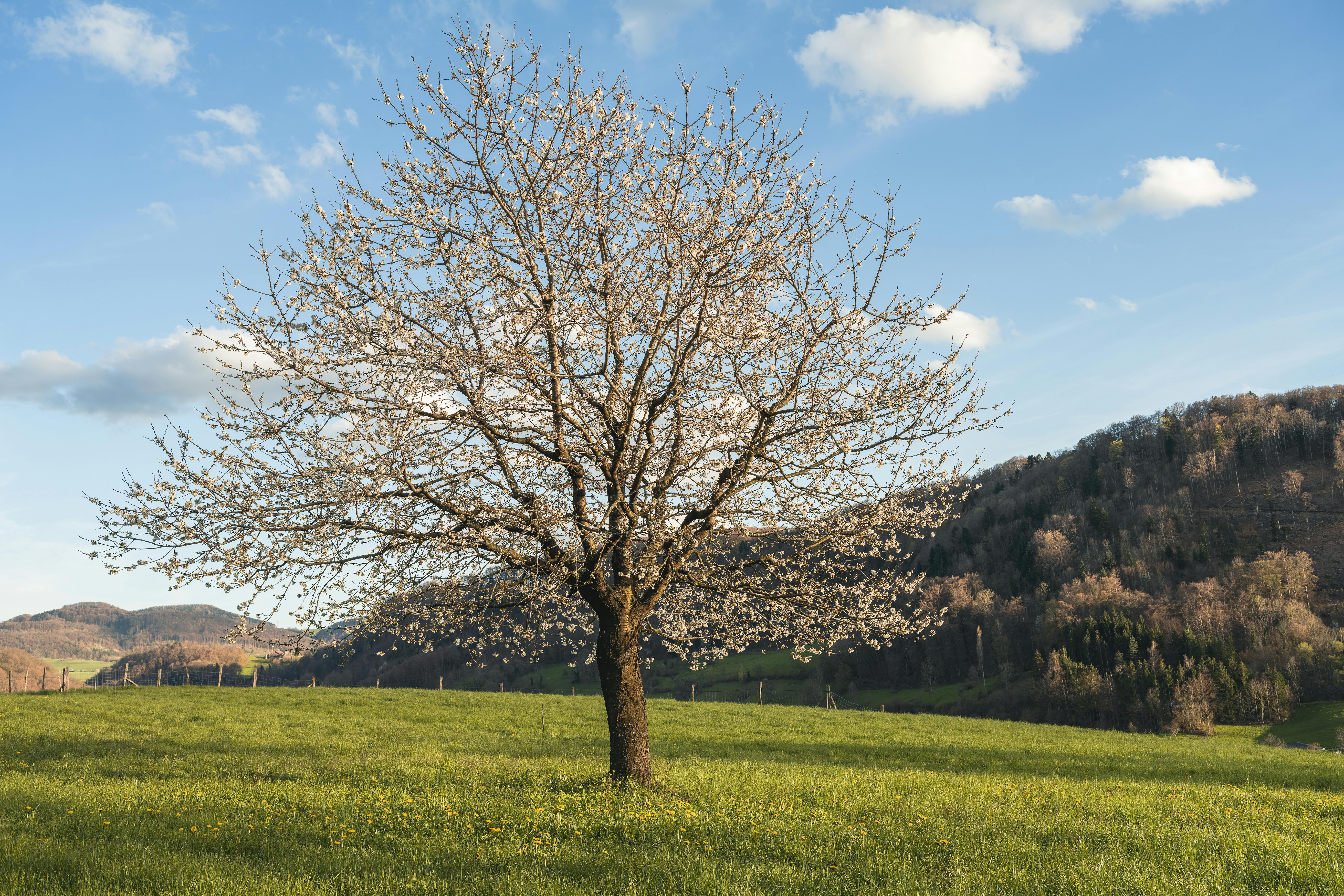 Green Tree · Free Stock Photo