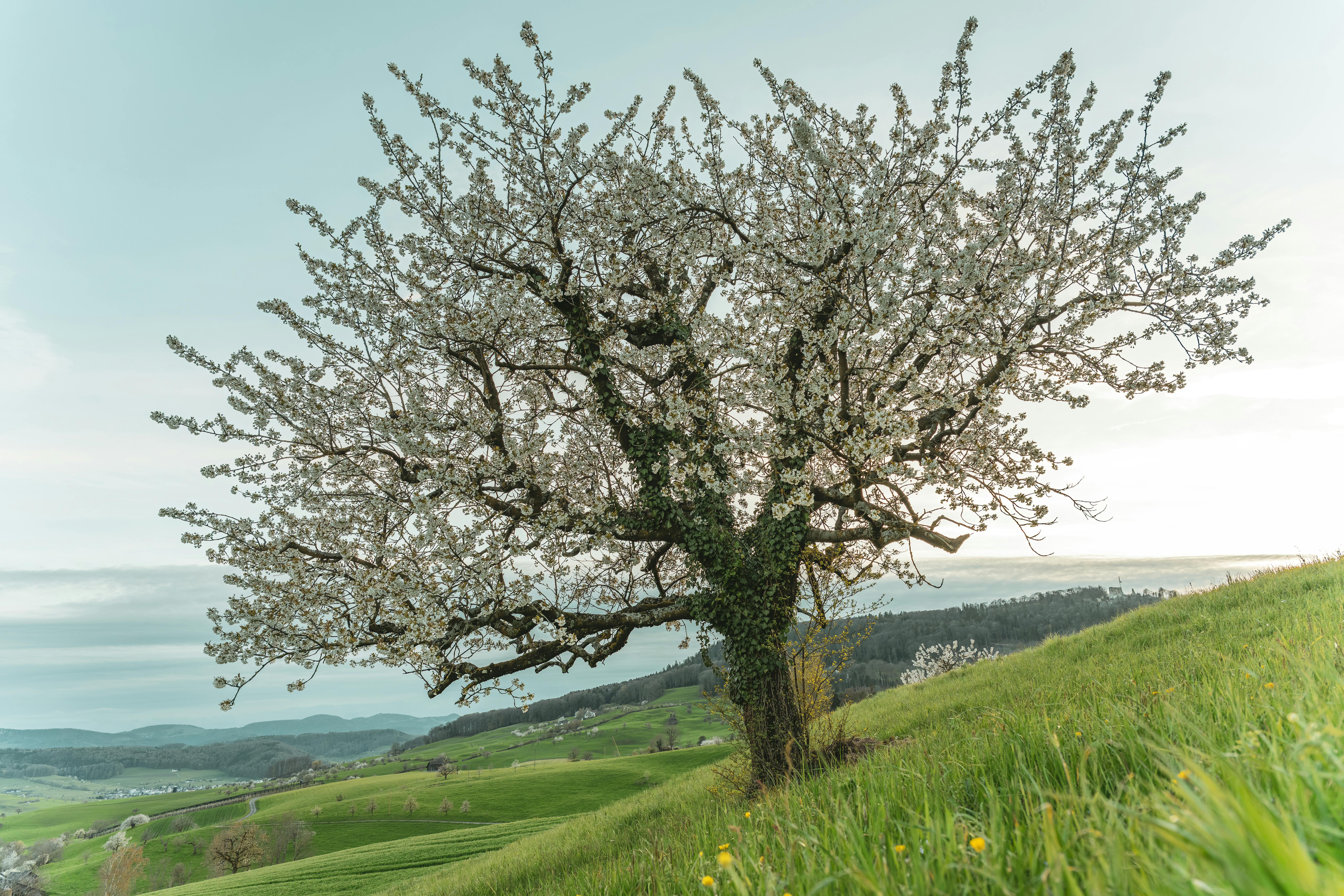 Single Tree on Grassland · Free Stock Photo