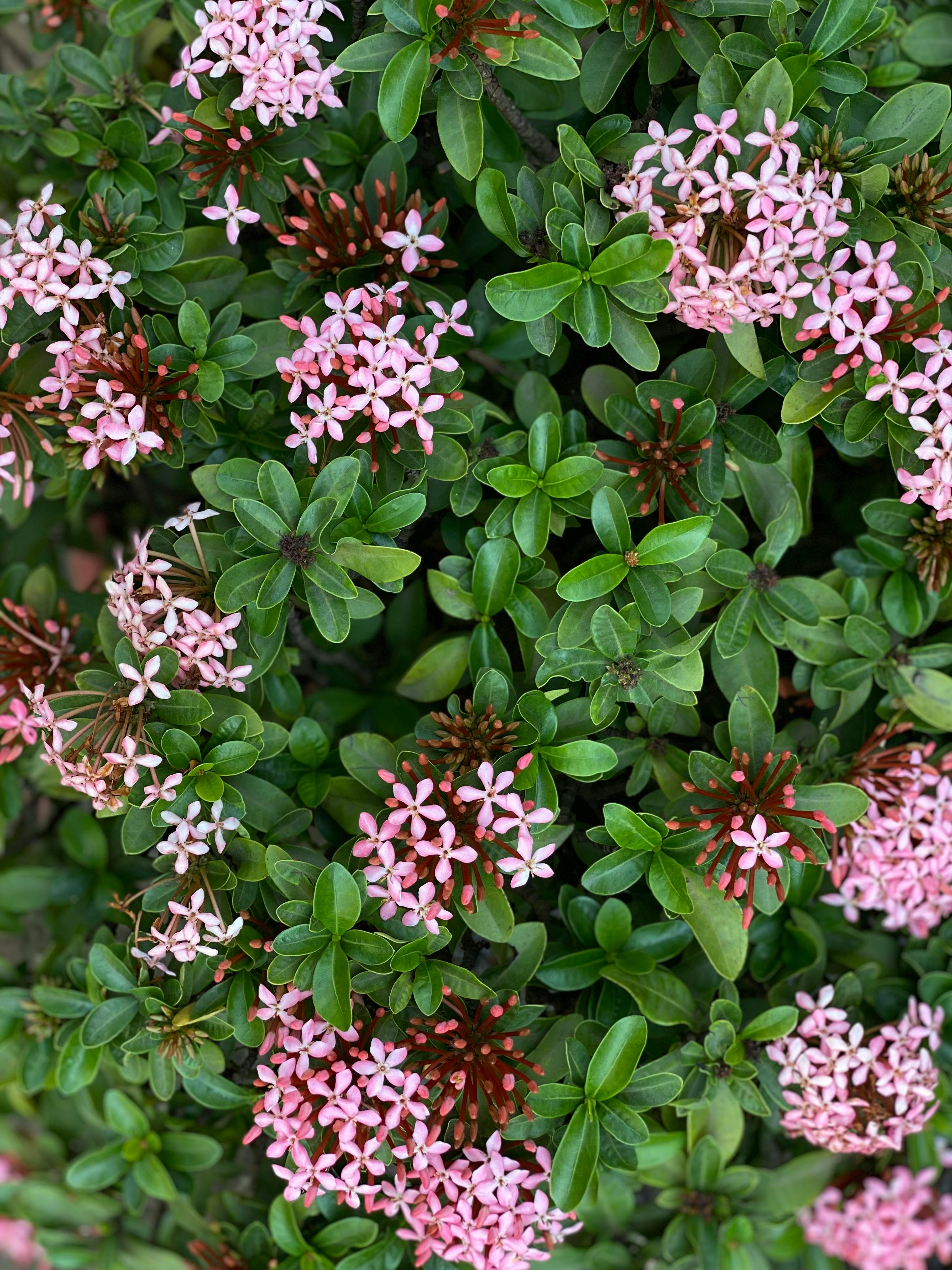 Close-up of Purple Chinese Ixora Shrub · Free Stock Photo