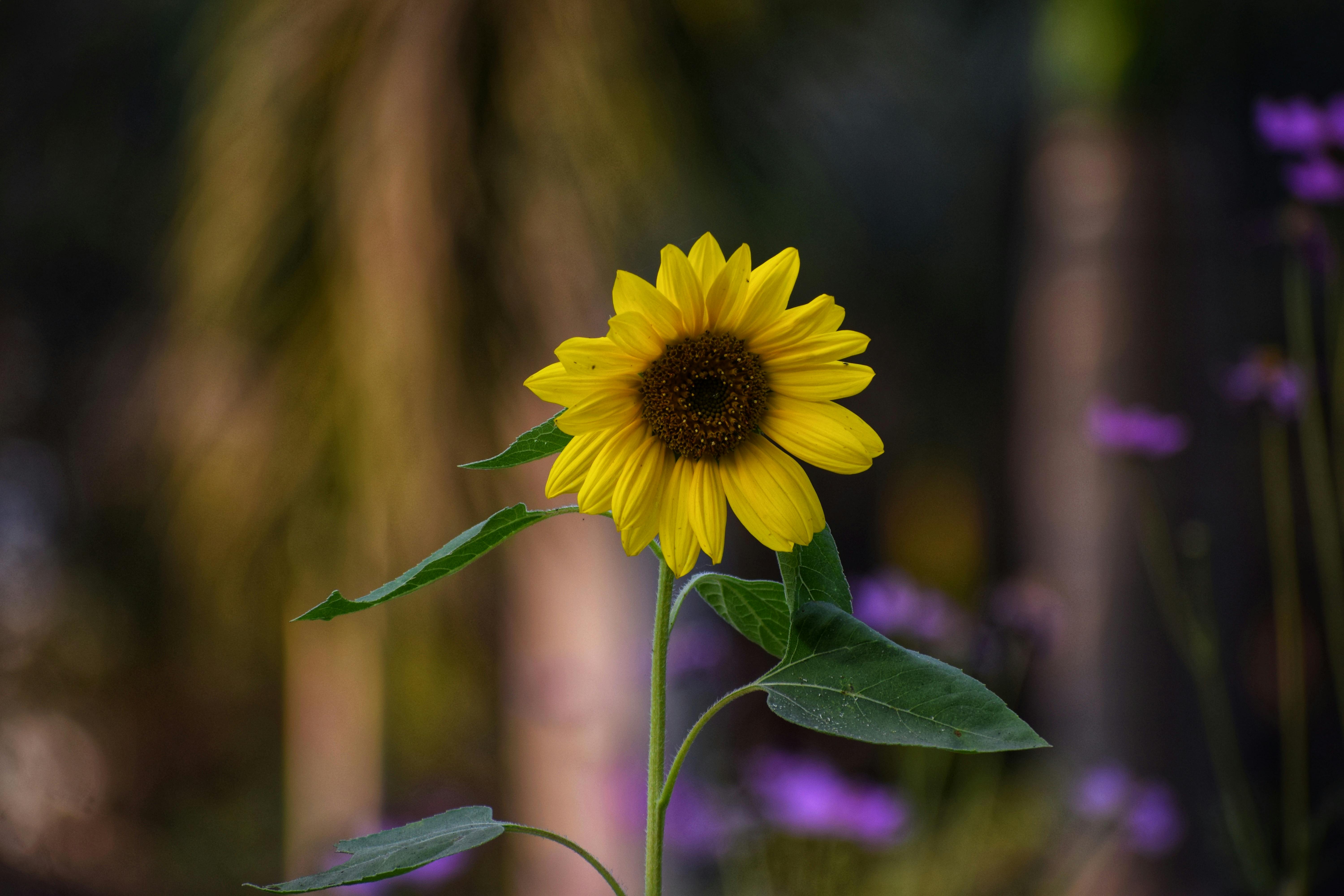 Sunflower in Nature · Free Stock Photo