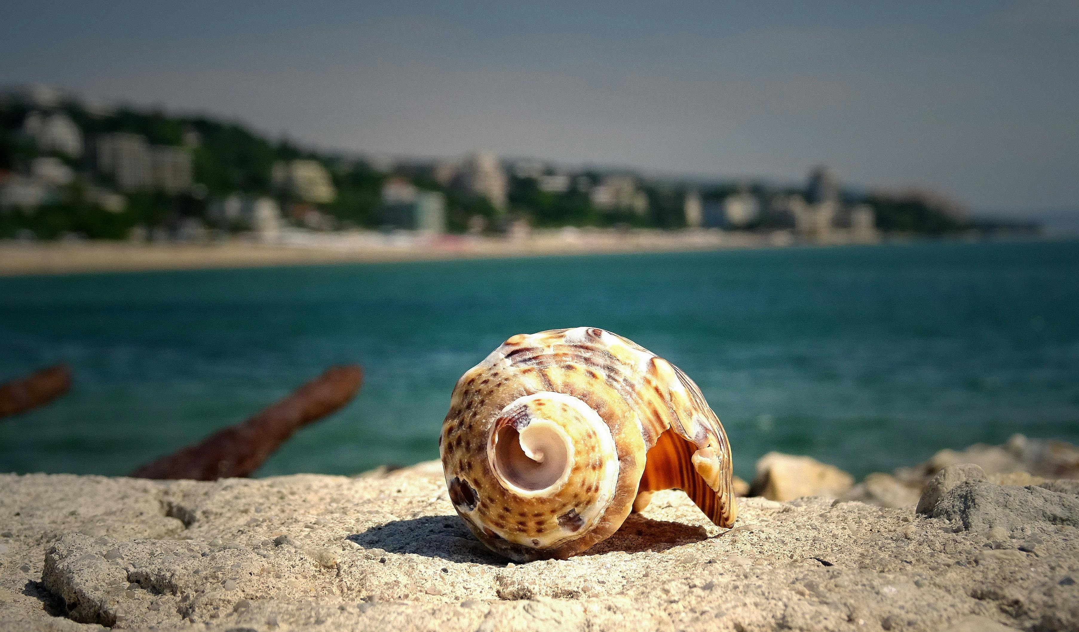 Kostenloses Foto zum Thema: meer, meeresküste, muschel