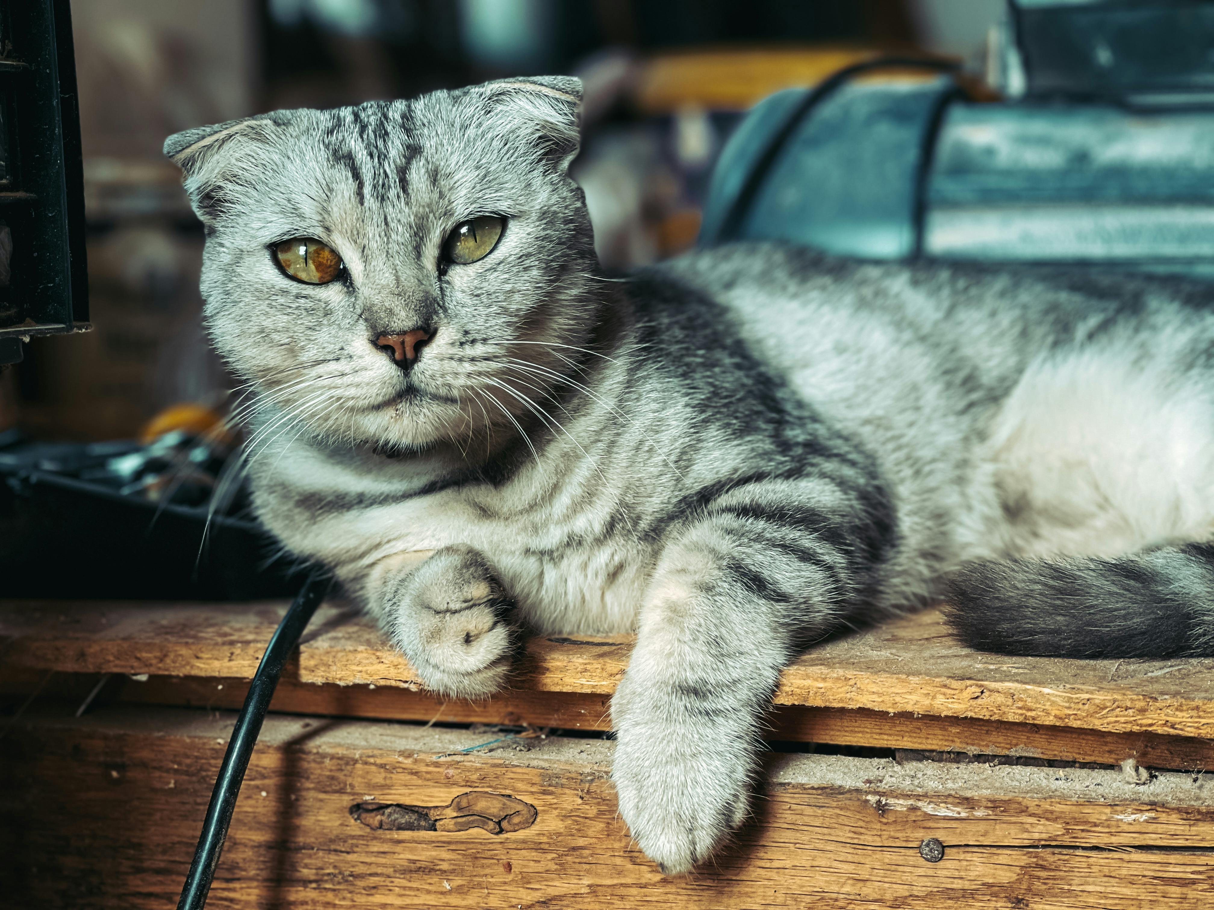 Sleepy Cat on Desk · Free Stock Photo