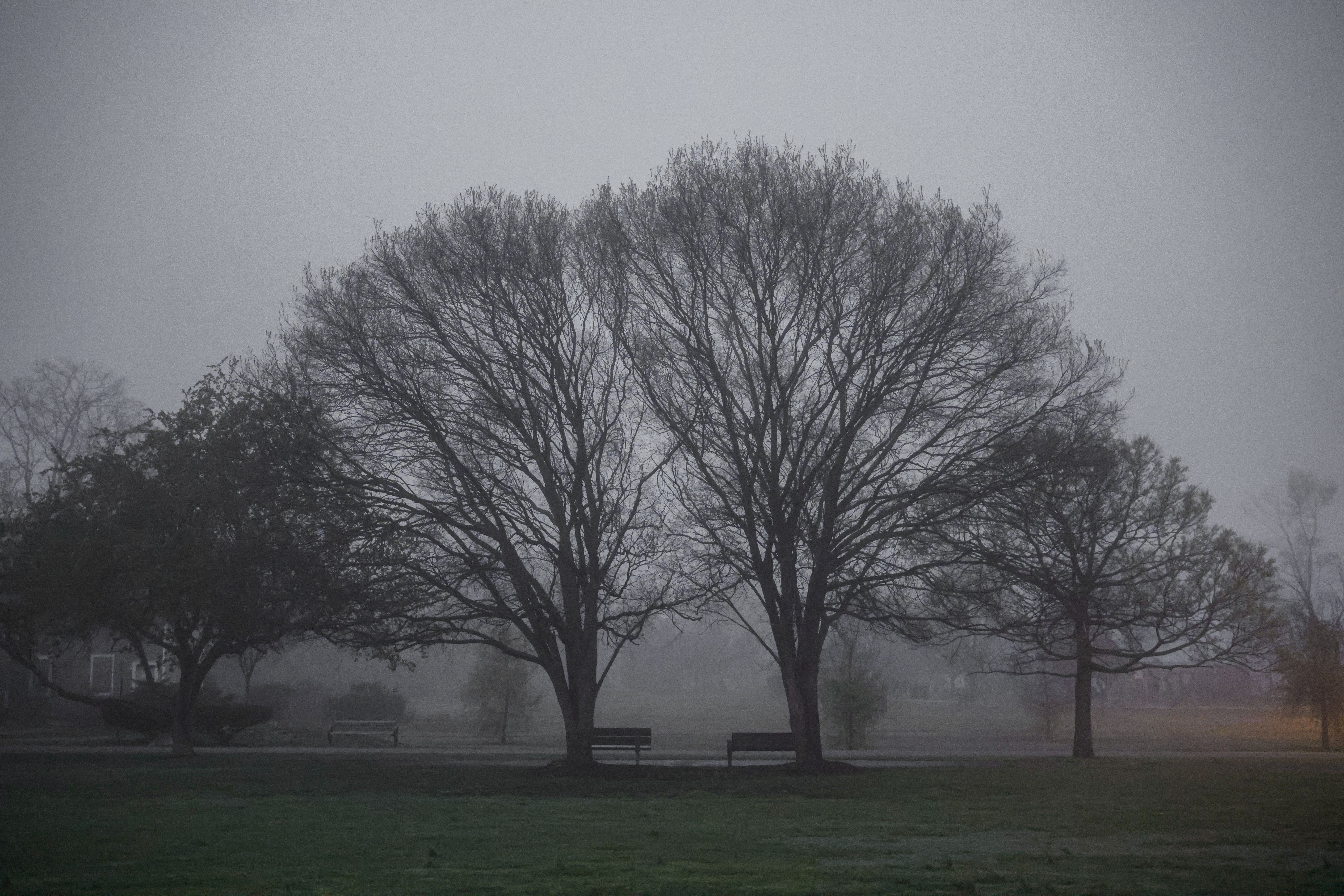 Leafless Trees in the Park on a Rainy Day · Free Stock Photo