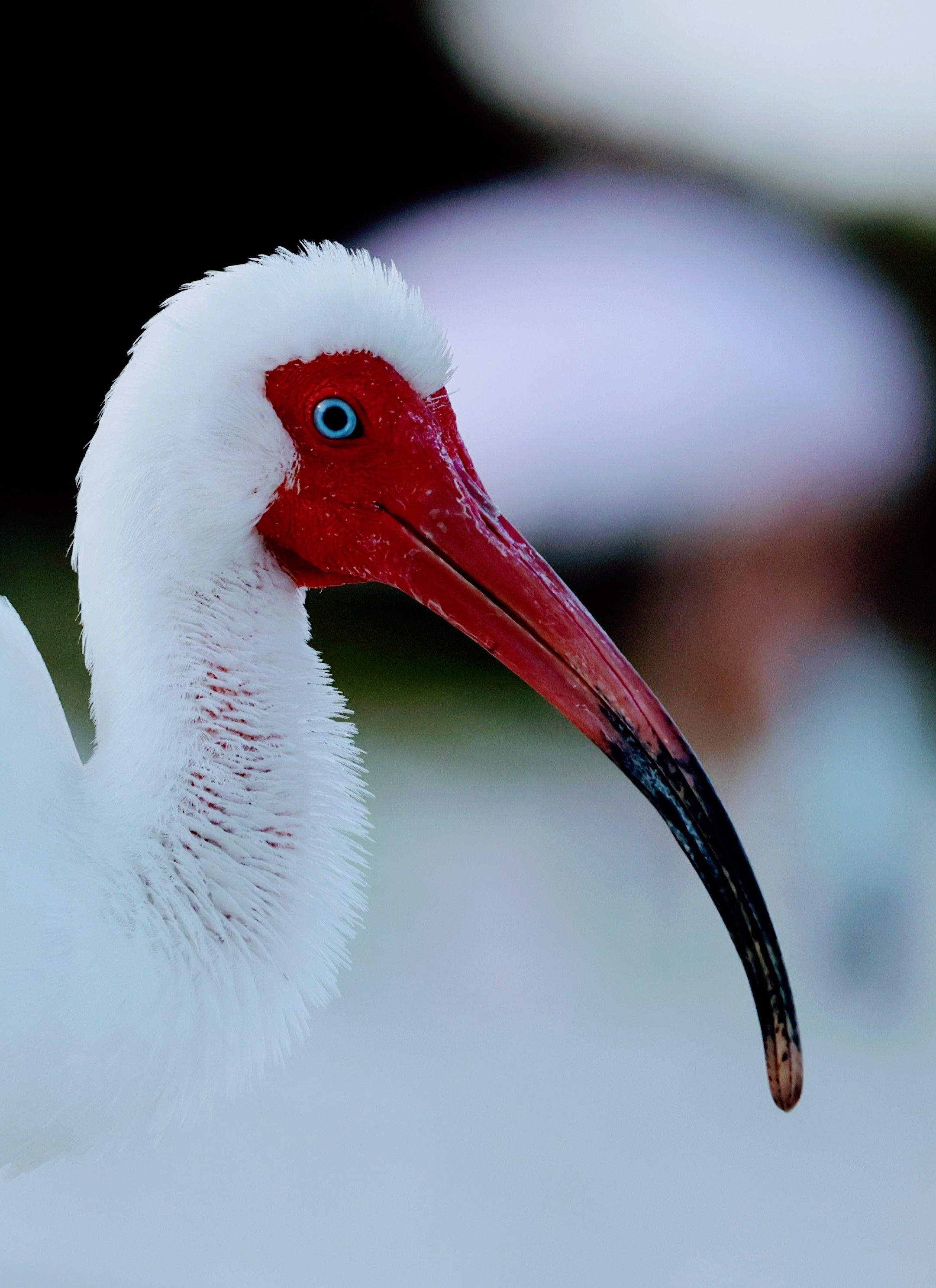 Close up of Ibis Head · Free Stock Photo