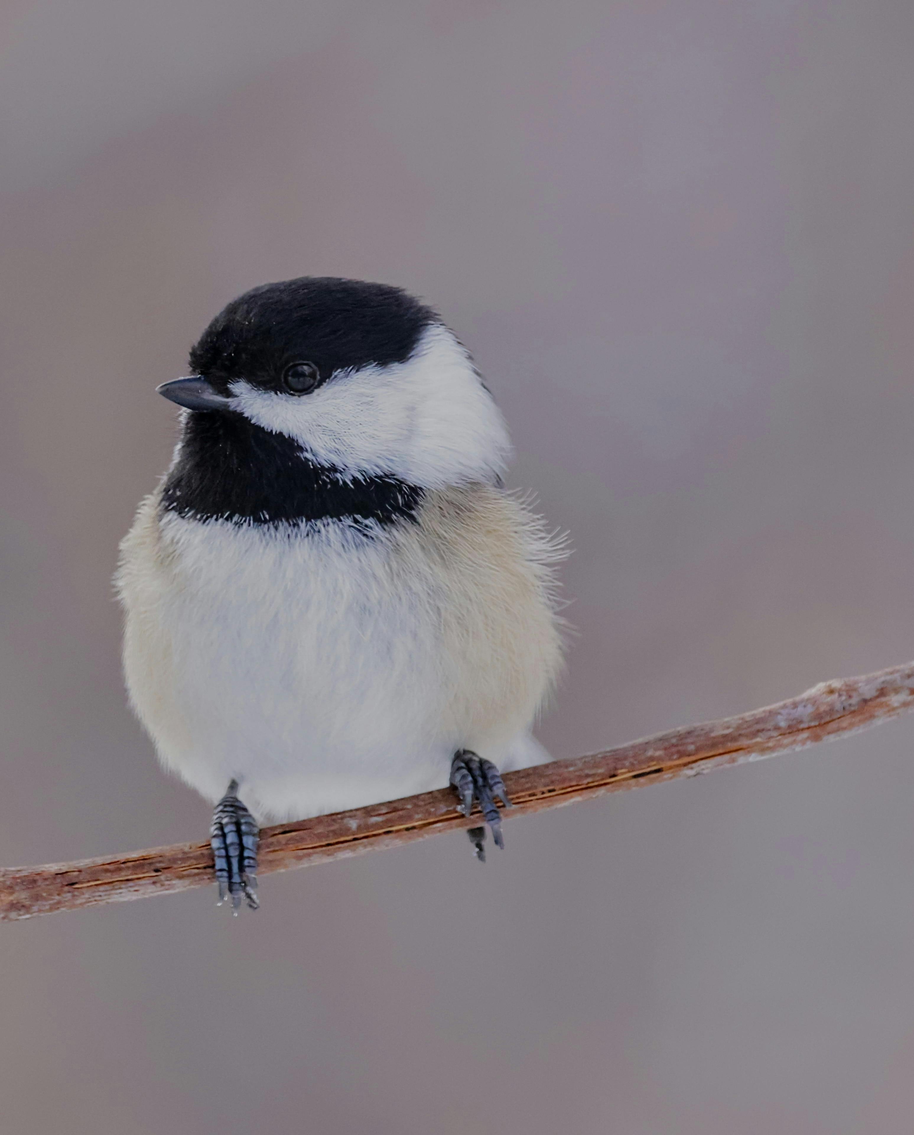 Close up of Black-capped Chickadee · Free Stock Photo