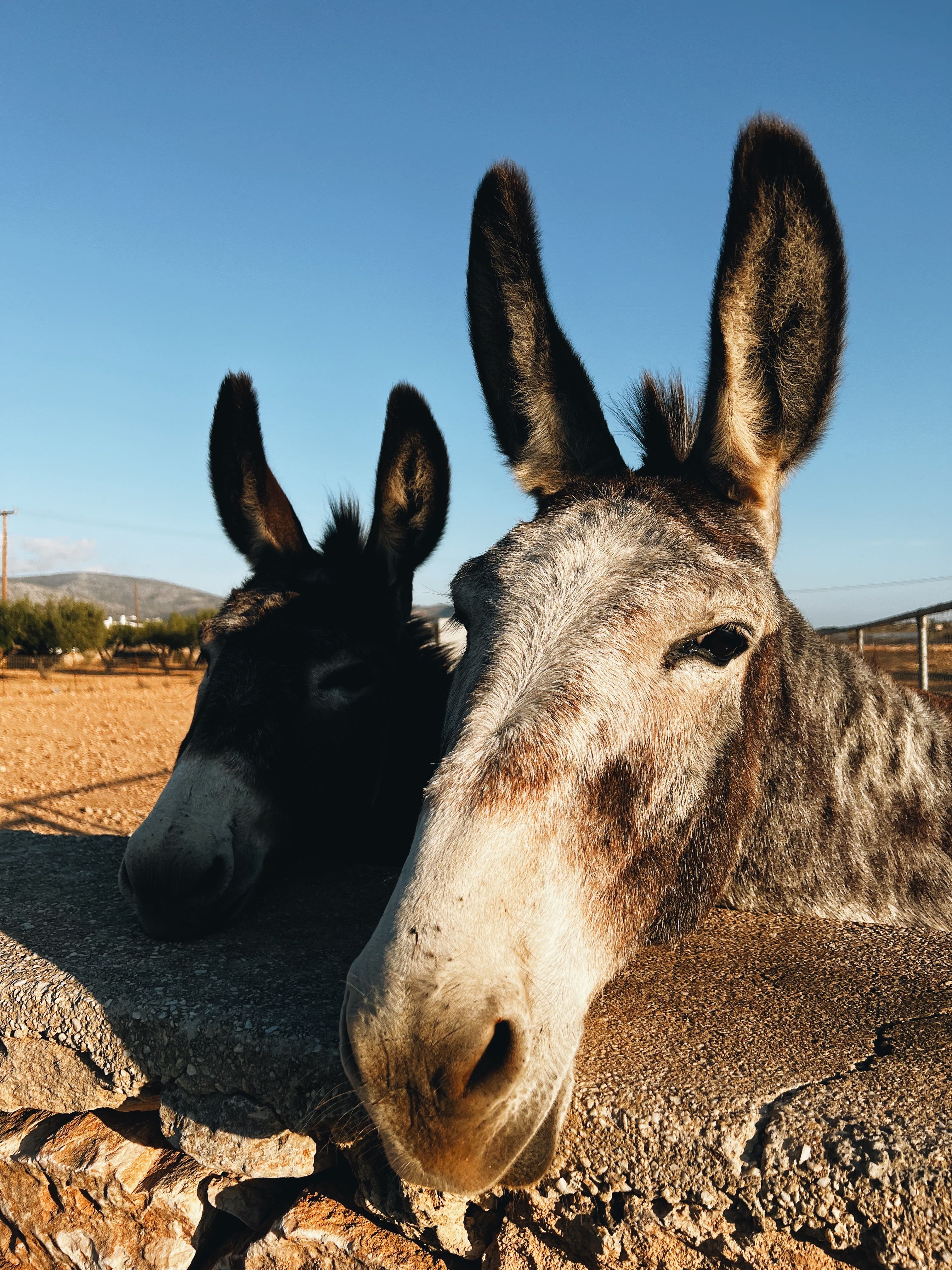 Close up of Donkey Head · Free Stock Photo