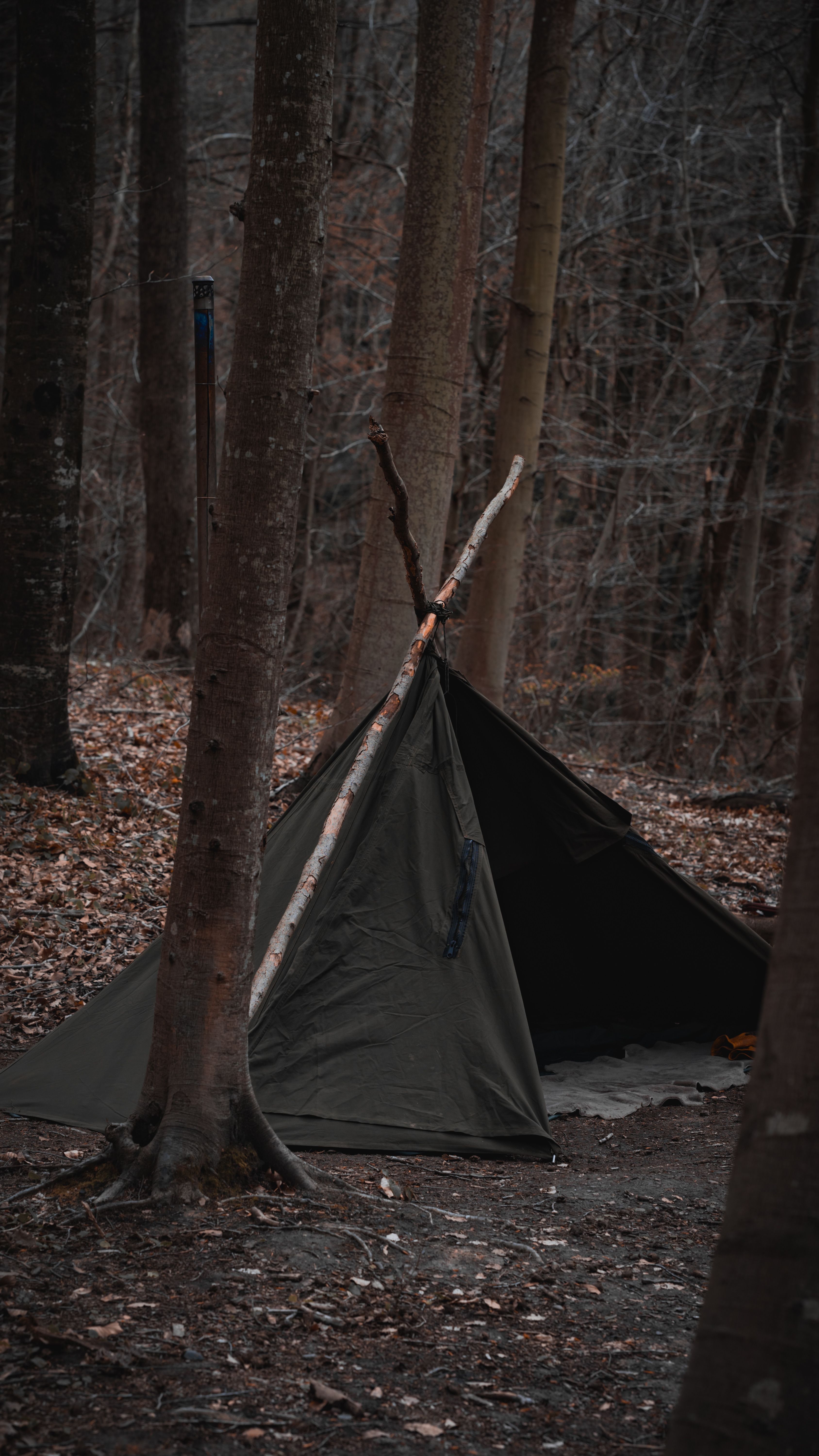 Tent Made of Sticks and Tarpaulin Set Up in the Forest · Free Stock Photo
