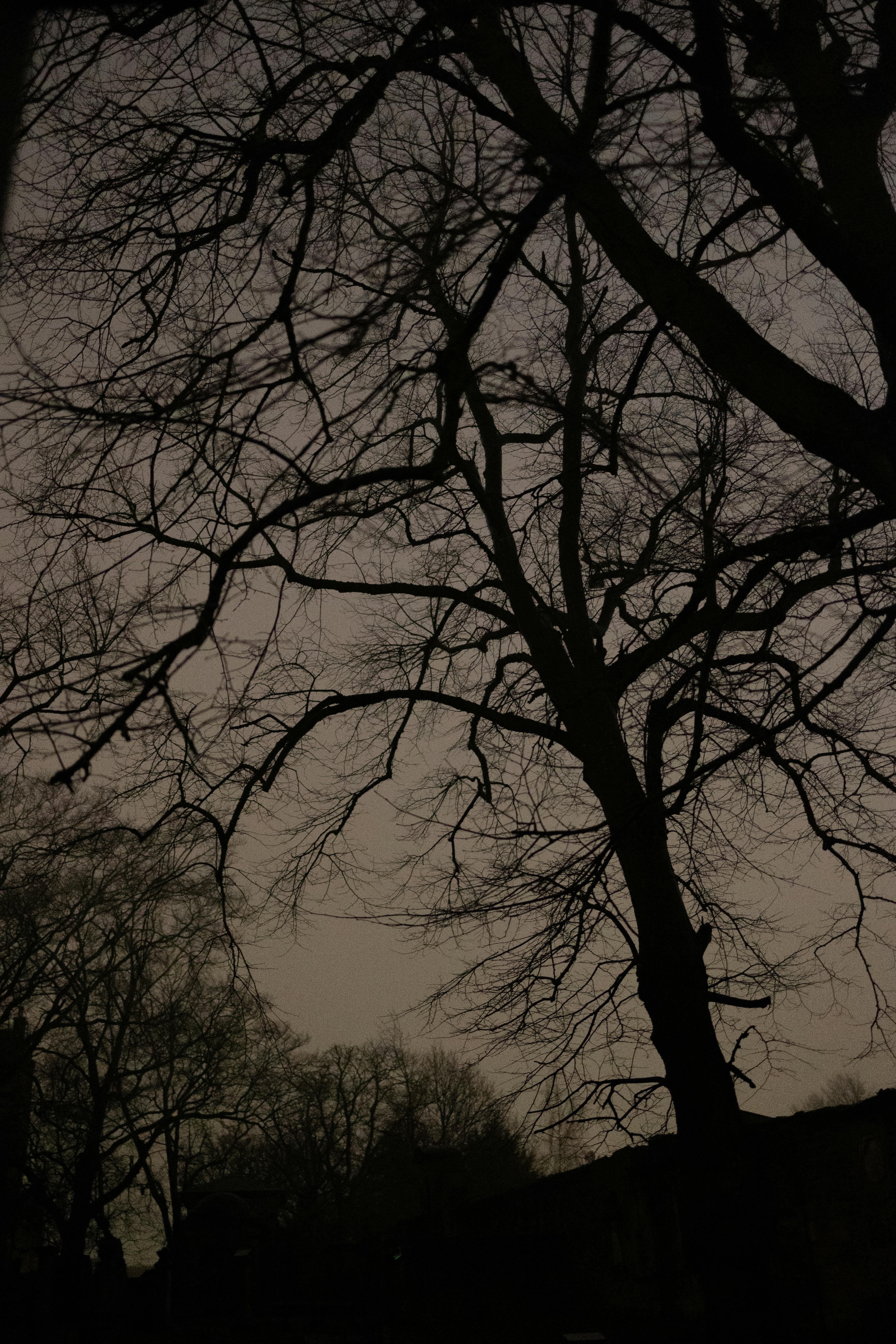 Trees with Barren Branches · Free Stock Photo