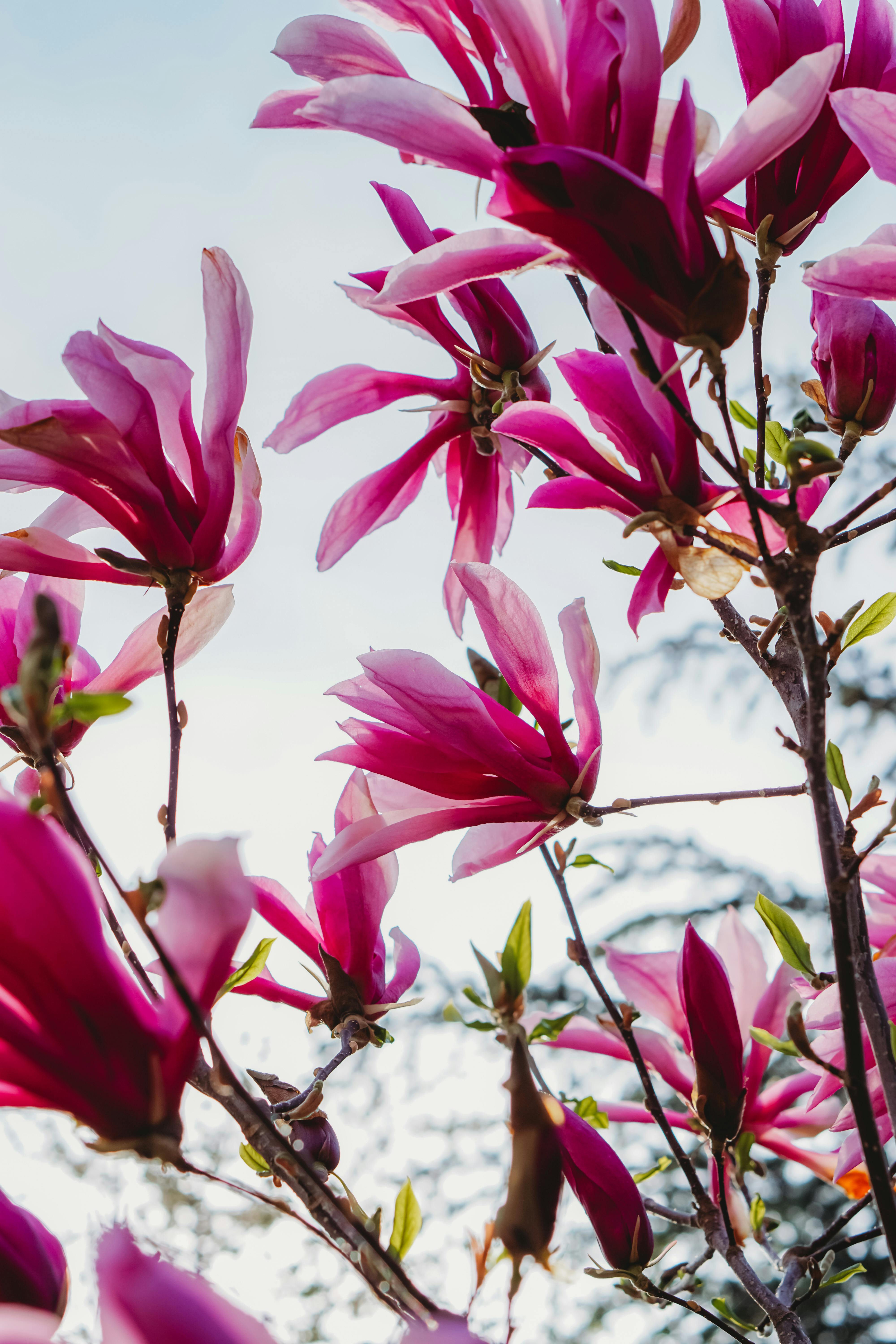 Blossoming Magnolia Shrub · Free Stock Photo