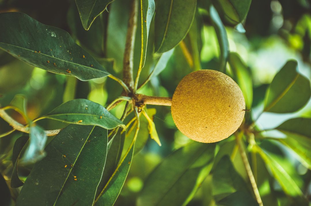 Discover the Benefits of Growing a Hybrid Fruit Tree at Home