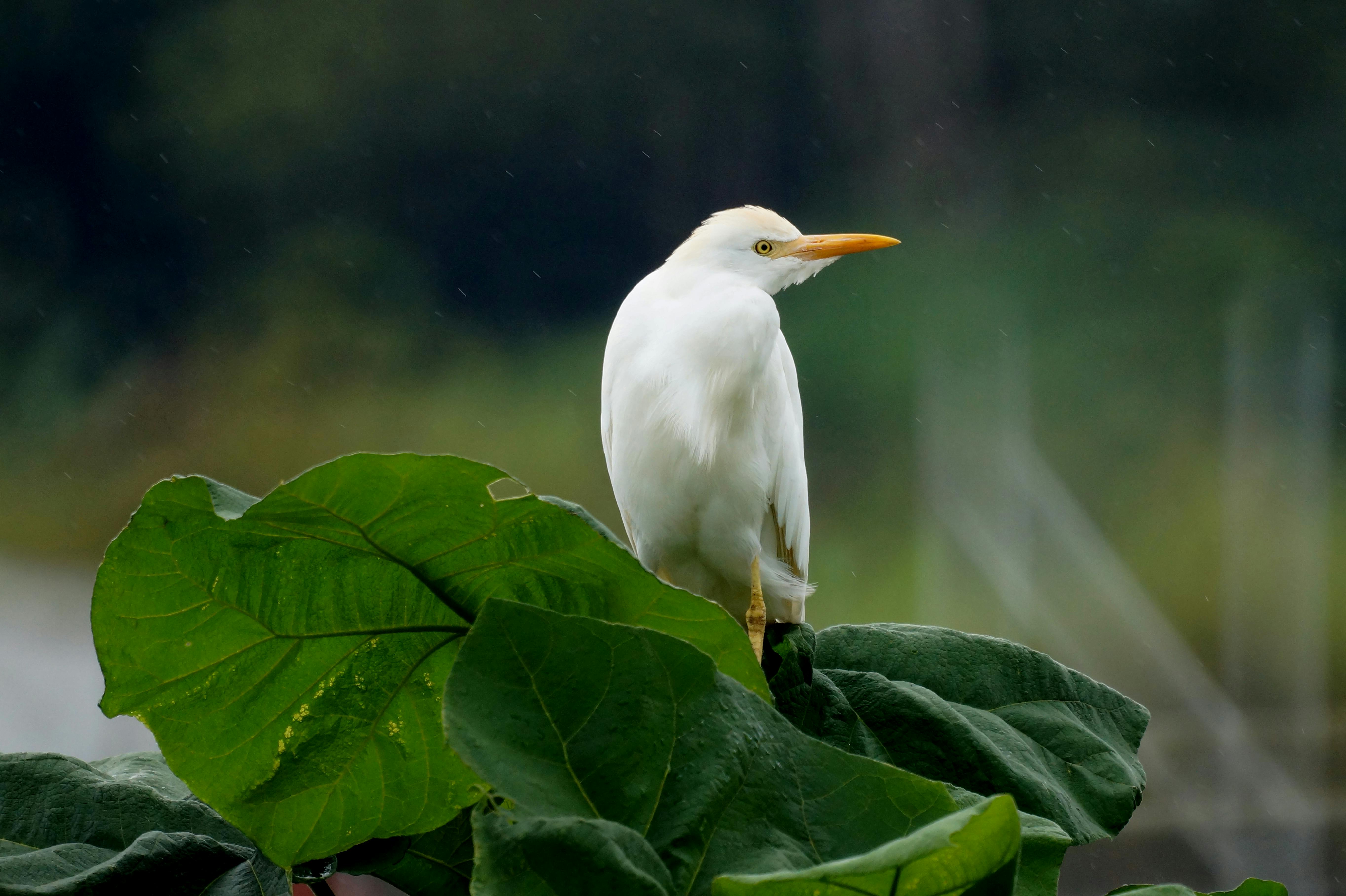 Egrets Photos, Download The BEST Free Egrets Stock Photos & HD Images