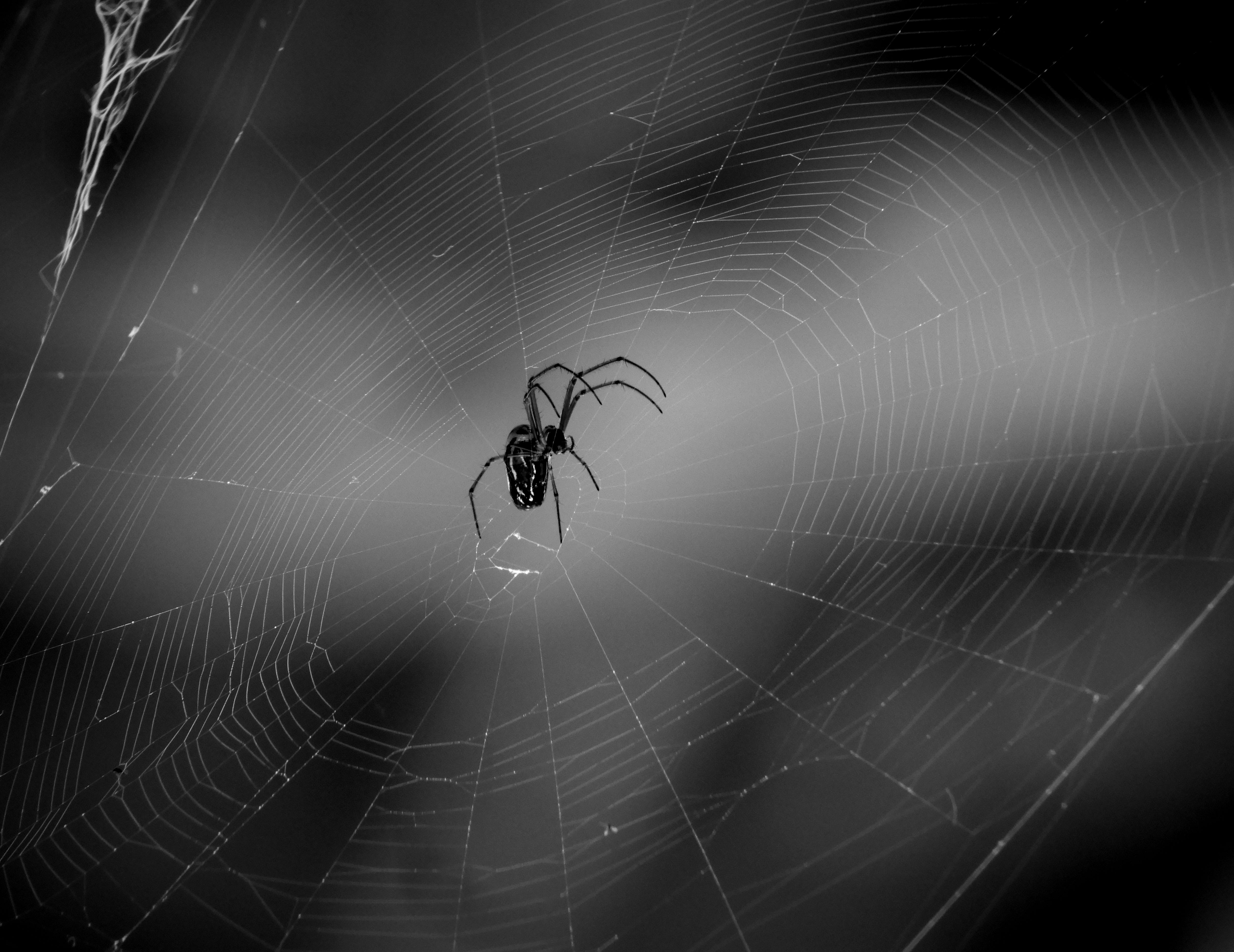 Spider on Spiderweb · Free Stock Photo