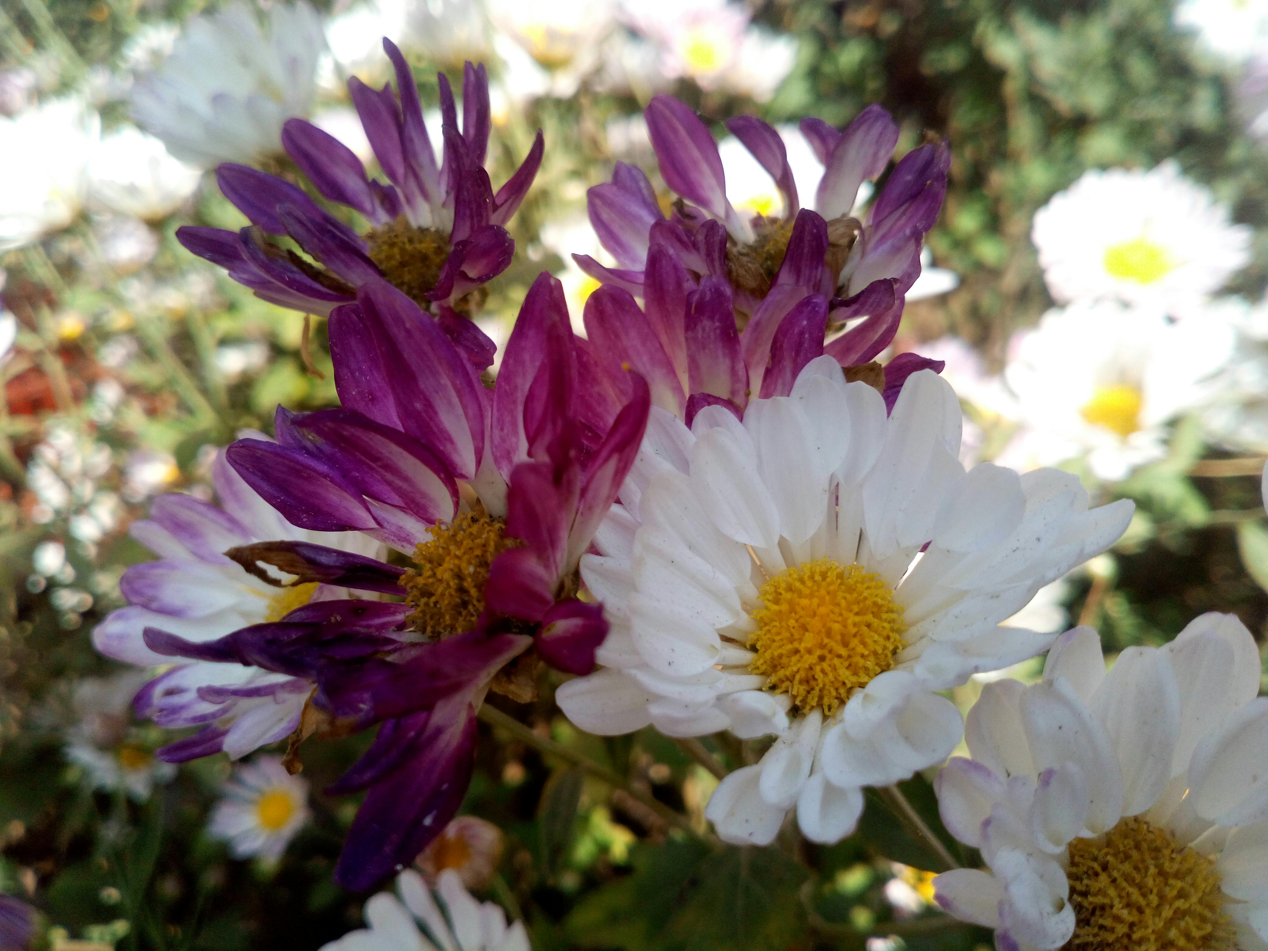 Foto De Flor Natural - FDPLEARN