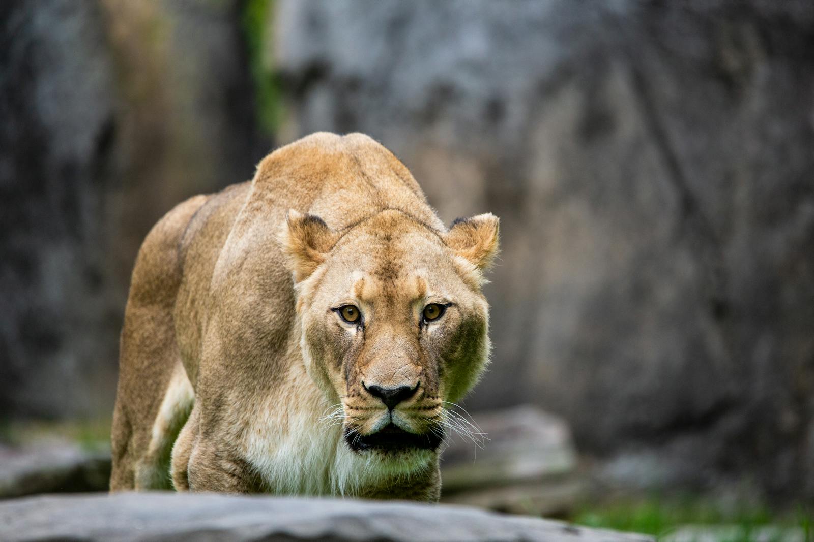 Lioness Wallpaper Photos, Download The BEST Free Lioness Wallpaper ...