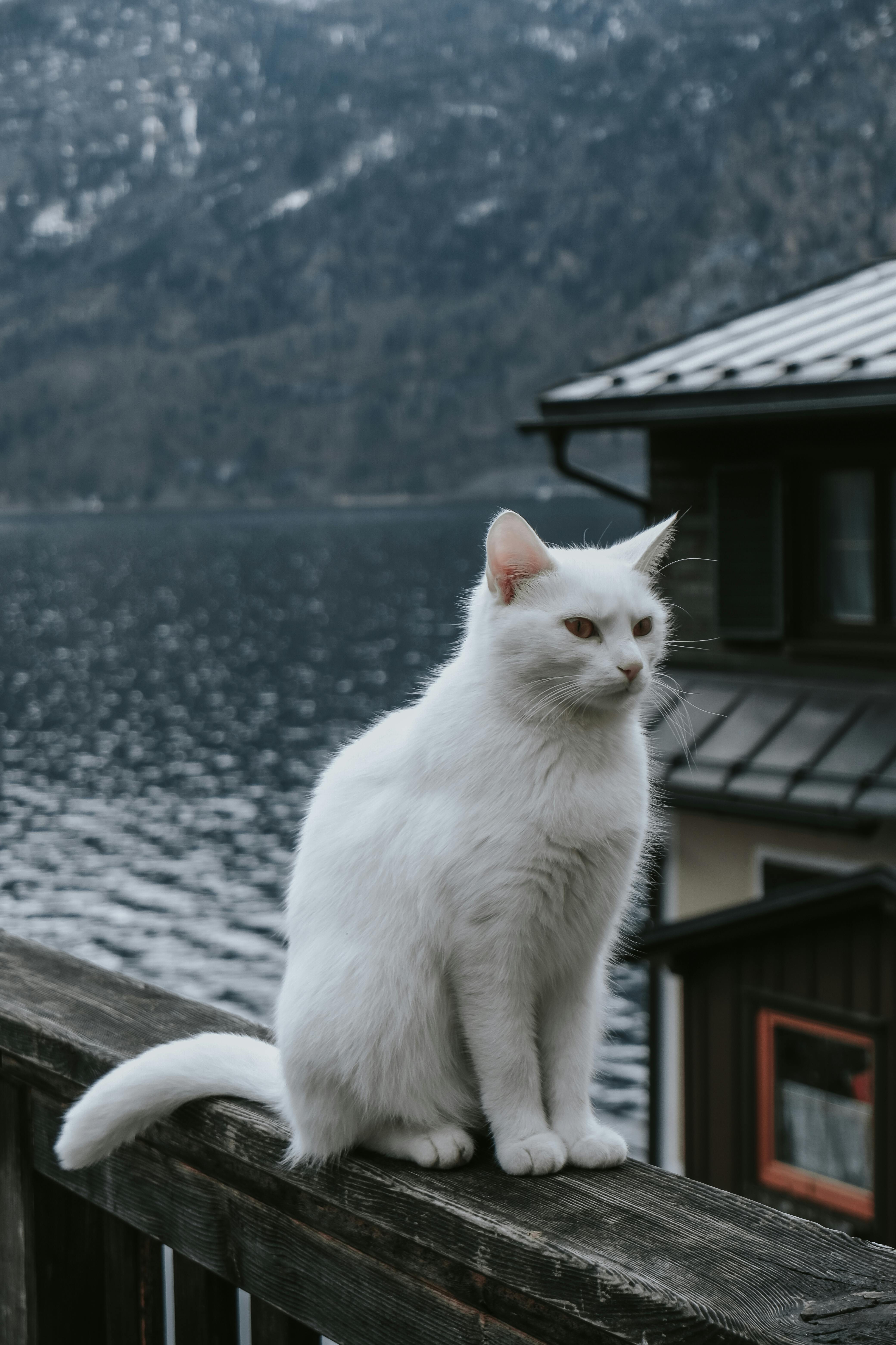 100.000+ Foto Wallpaper Kucing Hd Terbaik · Unduh Gratis 100% · Foto ...