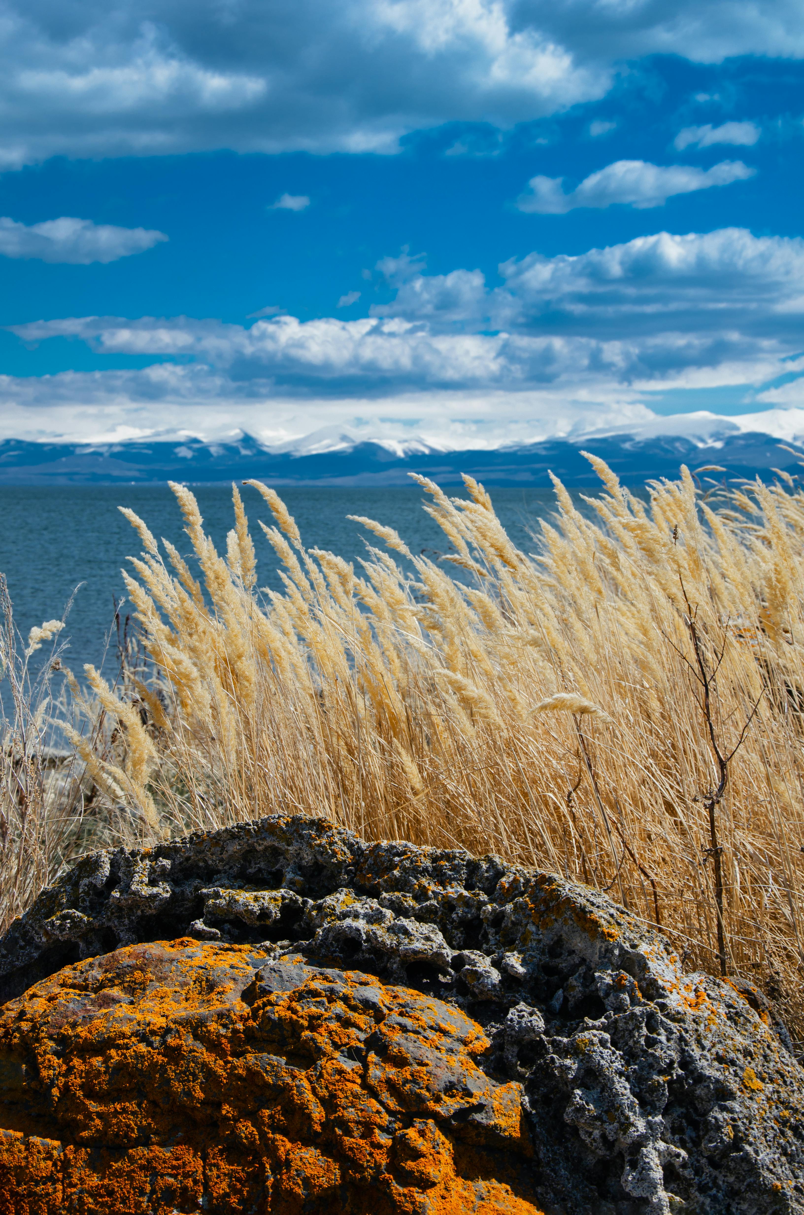 Rugged Rock Covered with Moss in Tall Grass by the Sea · Free Stock Photo
