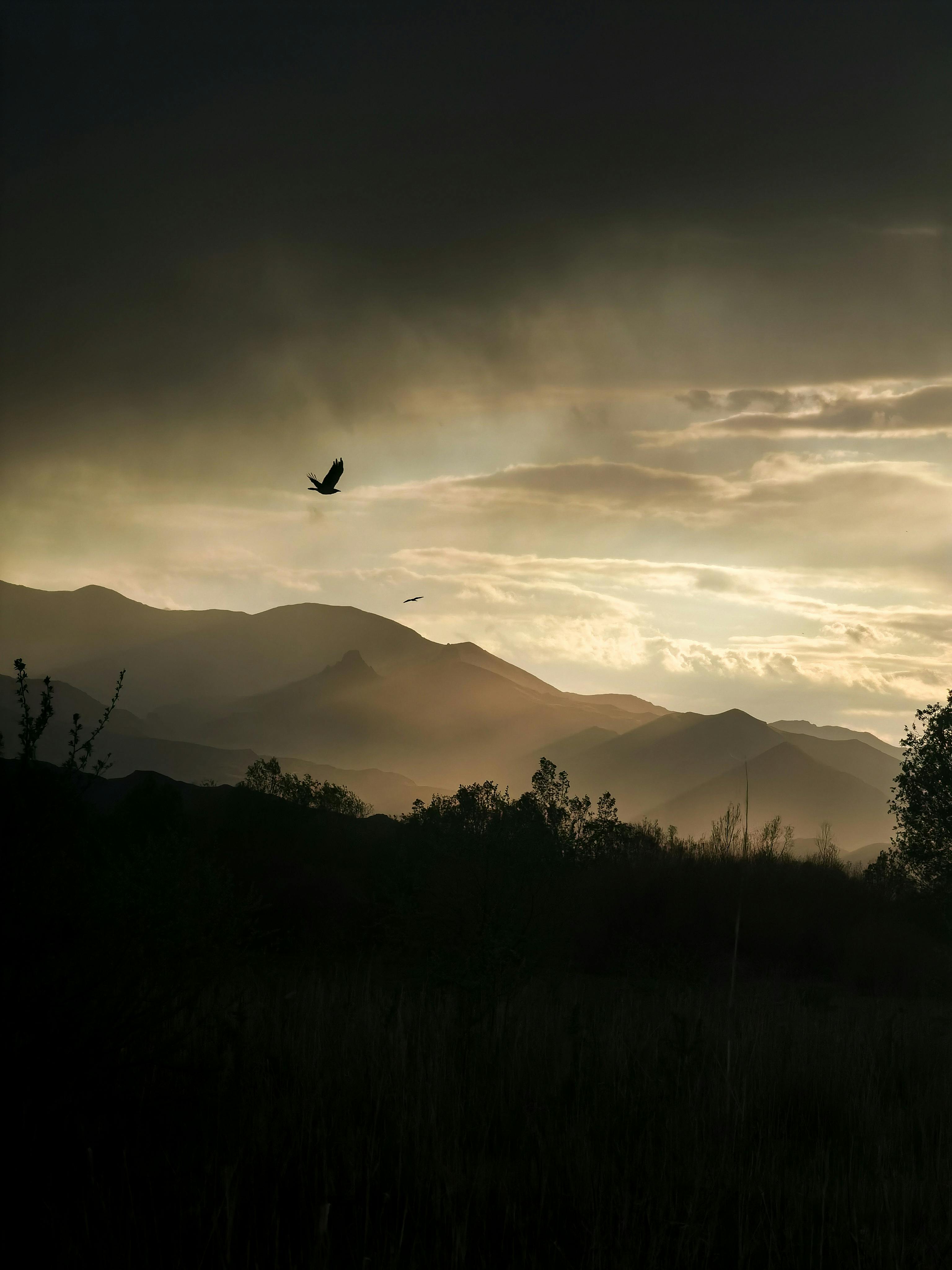 Bird In Storm Photos, Download The BEST Free Bird In Storm Stock Photos ...