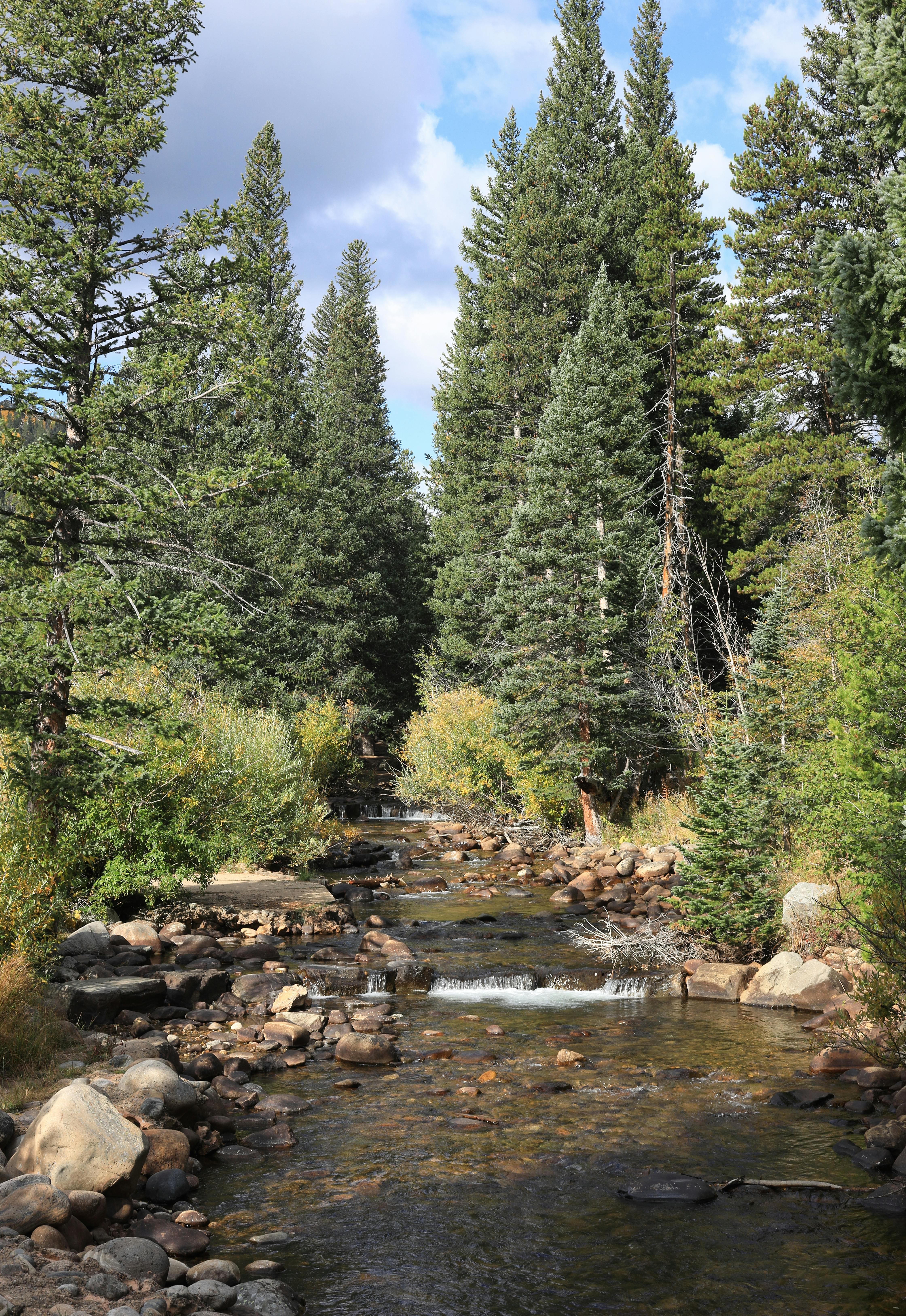 A Rocky River in a Conifer Forest · Free Stock Photo