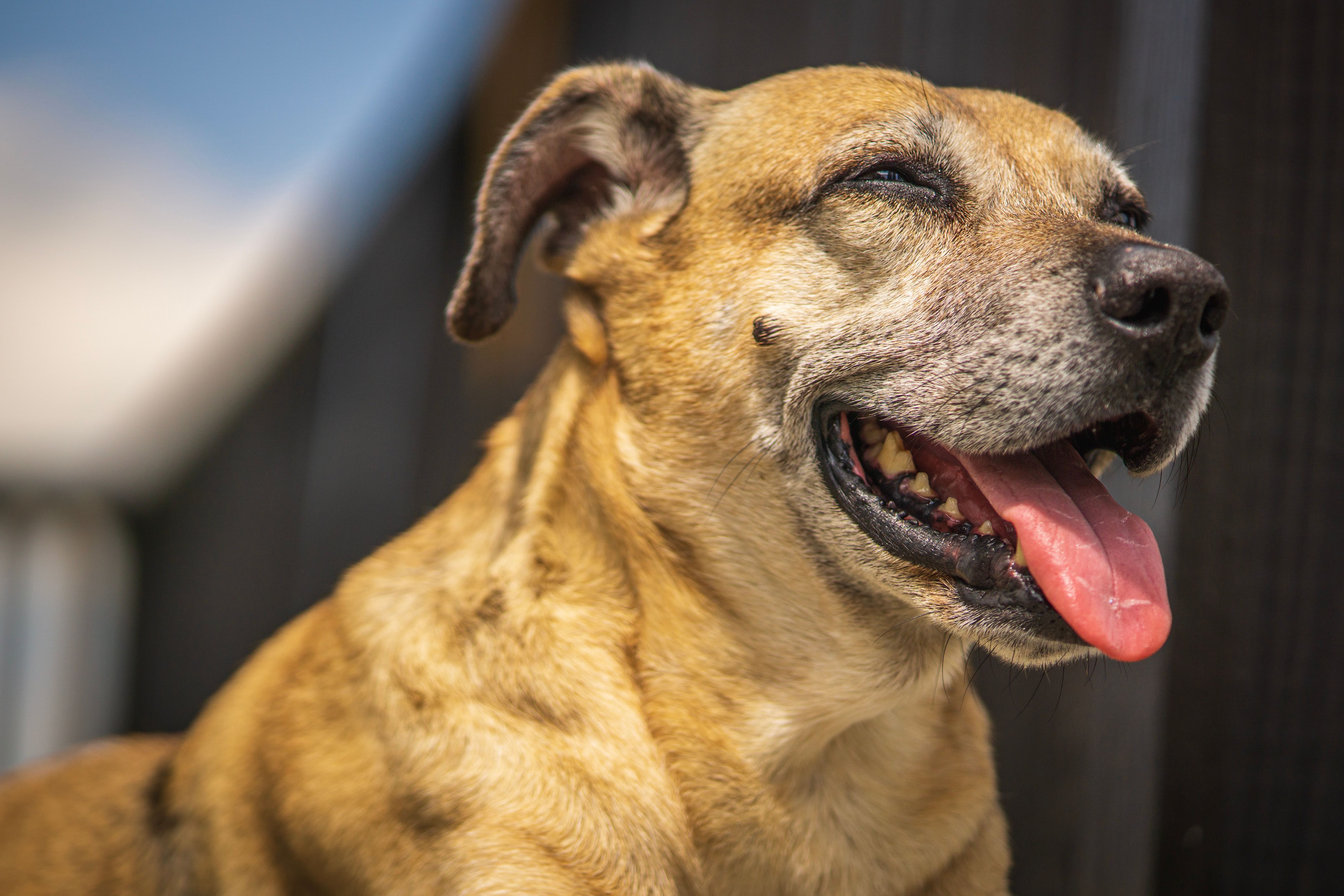 Close up of Dog Head · Free Stock Photo