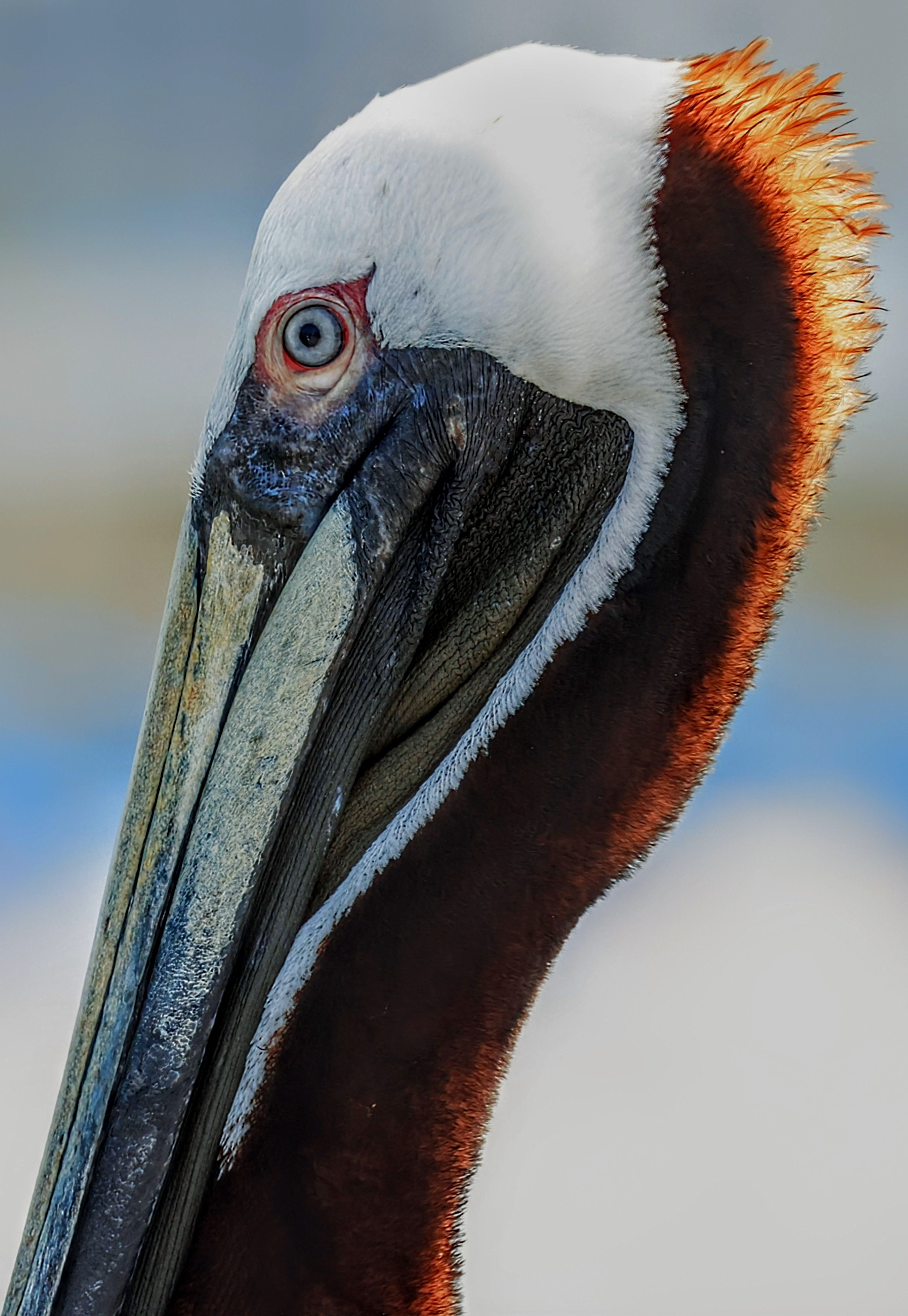 Close up of Pelican Head · Free Stock Photo