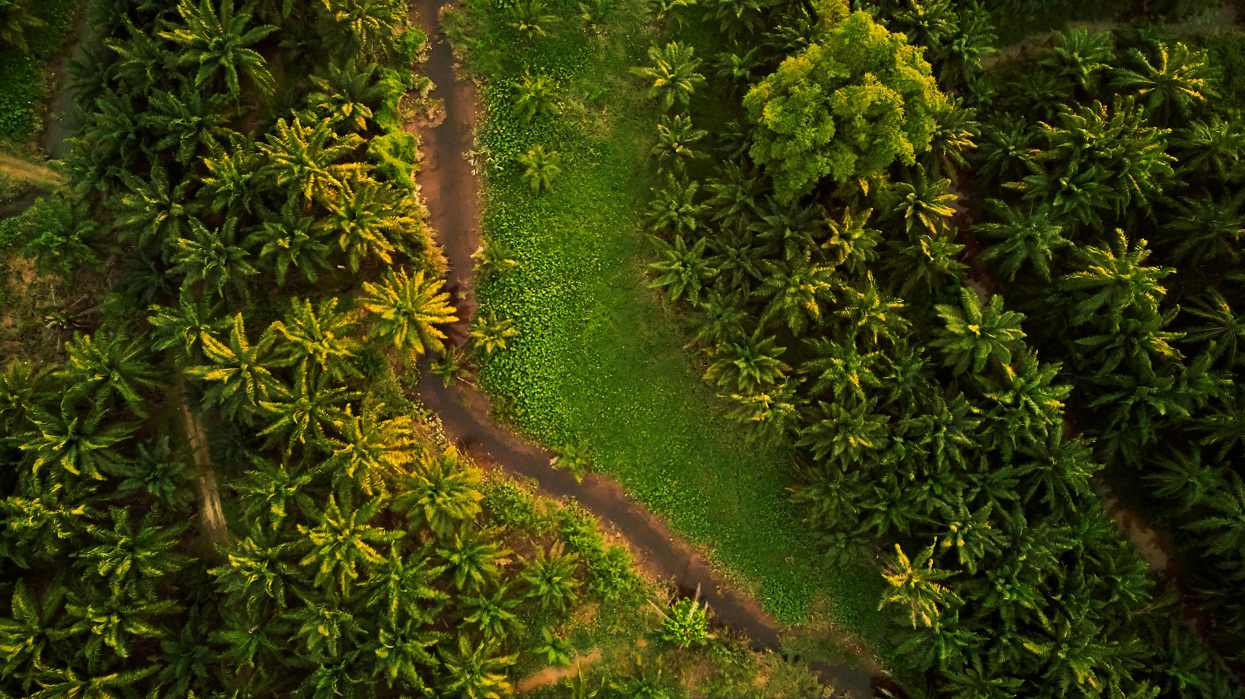 Top View Photo of Unpaved Road Surrounded by Trees · Free Stock Photo