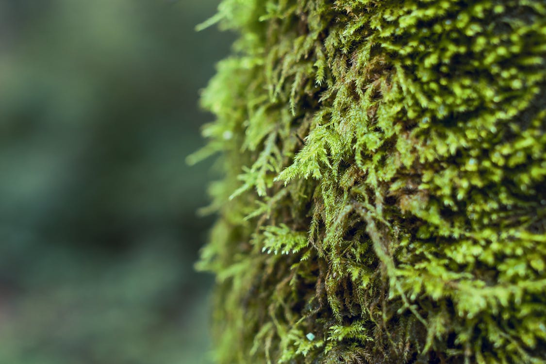 Free stock photo of bio, biology, botany Free stock photo of bio, biology, botany