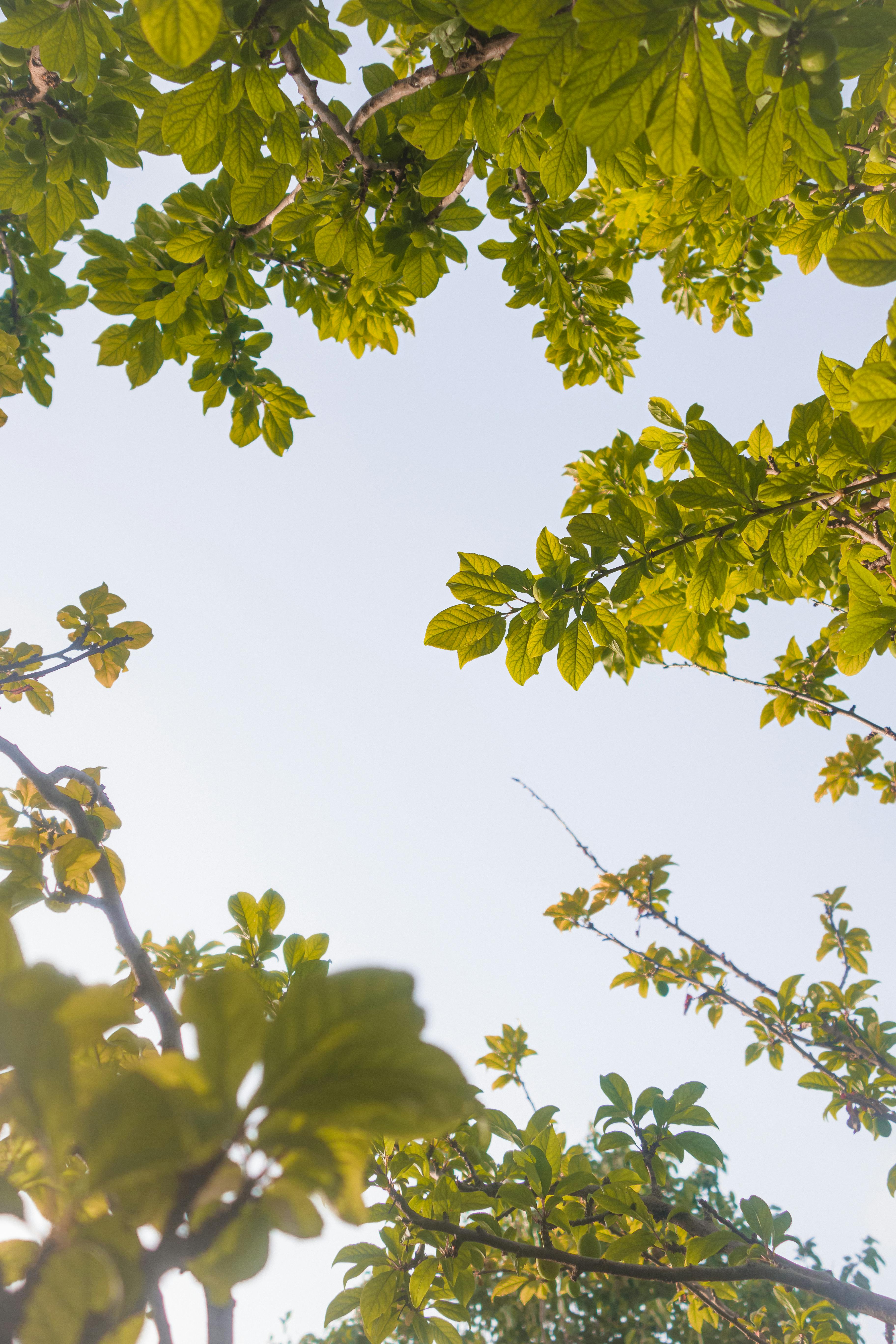 Green Tree Photos, Download The BEST Free Green Tree Stock Photos & HD ...