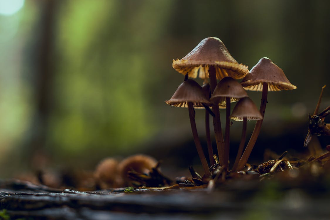 Free stock photo of bio, biology, botany Free stock photo of bio, biology, botany