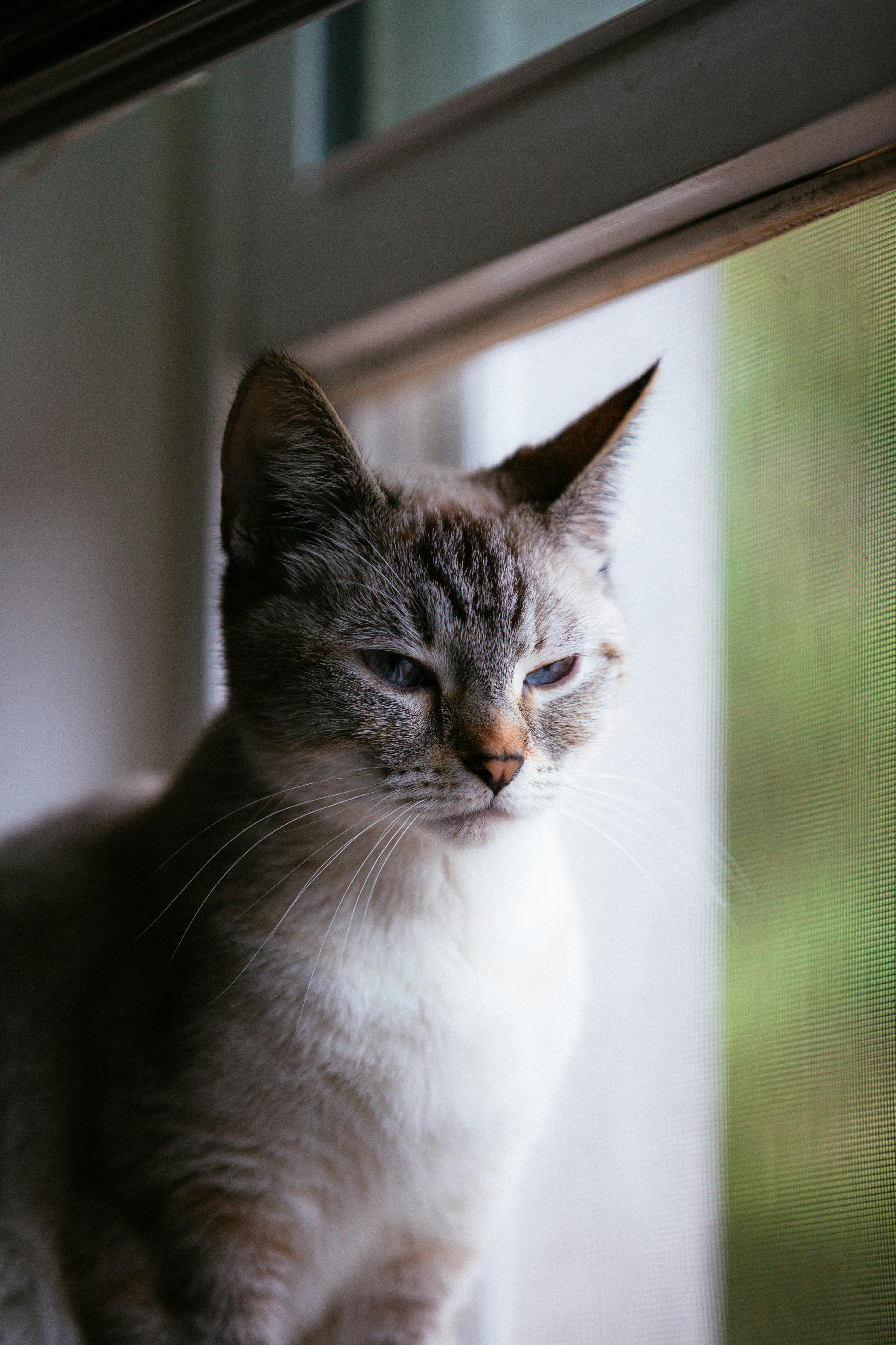 Cat near Window · Free Stock Photo
