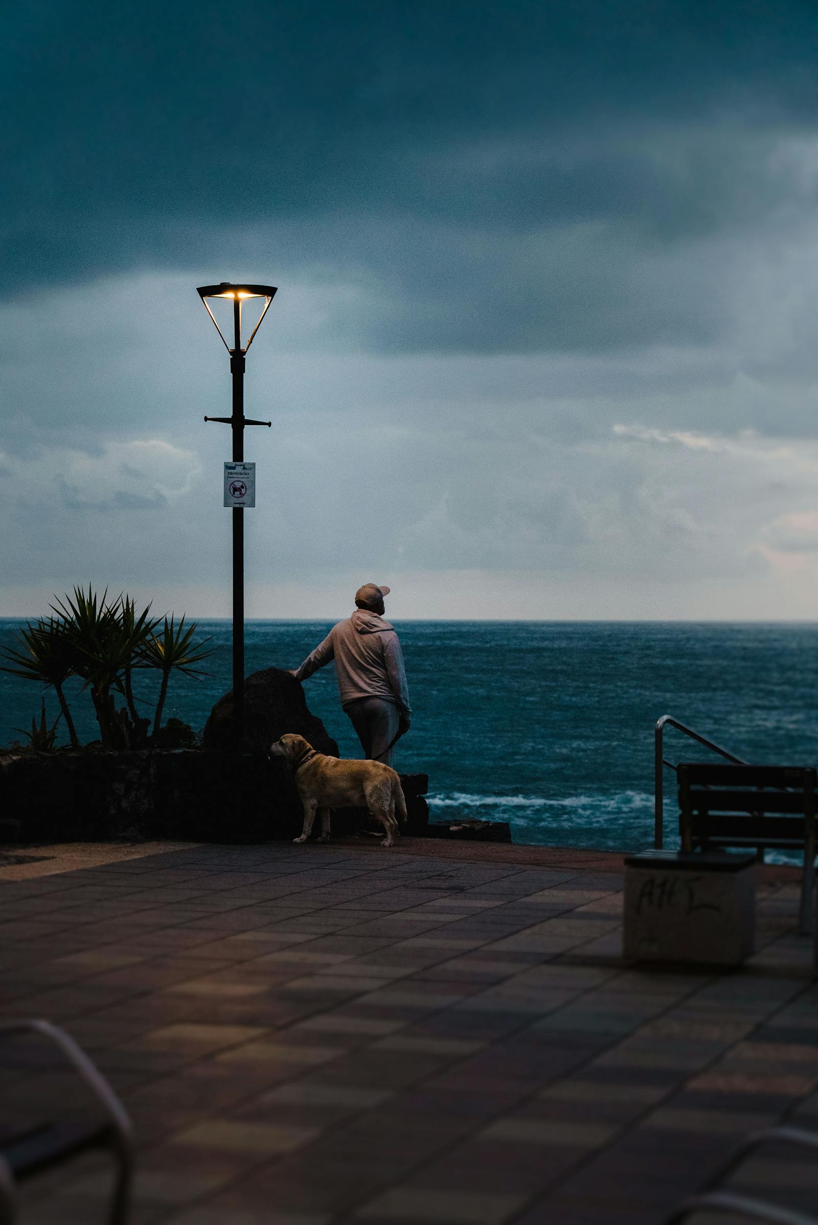 Dog Looking At The Sunset Photos, Download The BEST Free Dog Looking At ...