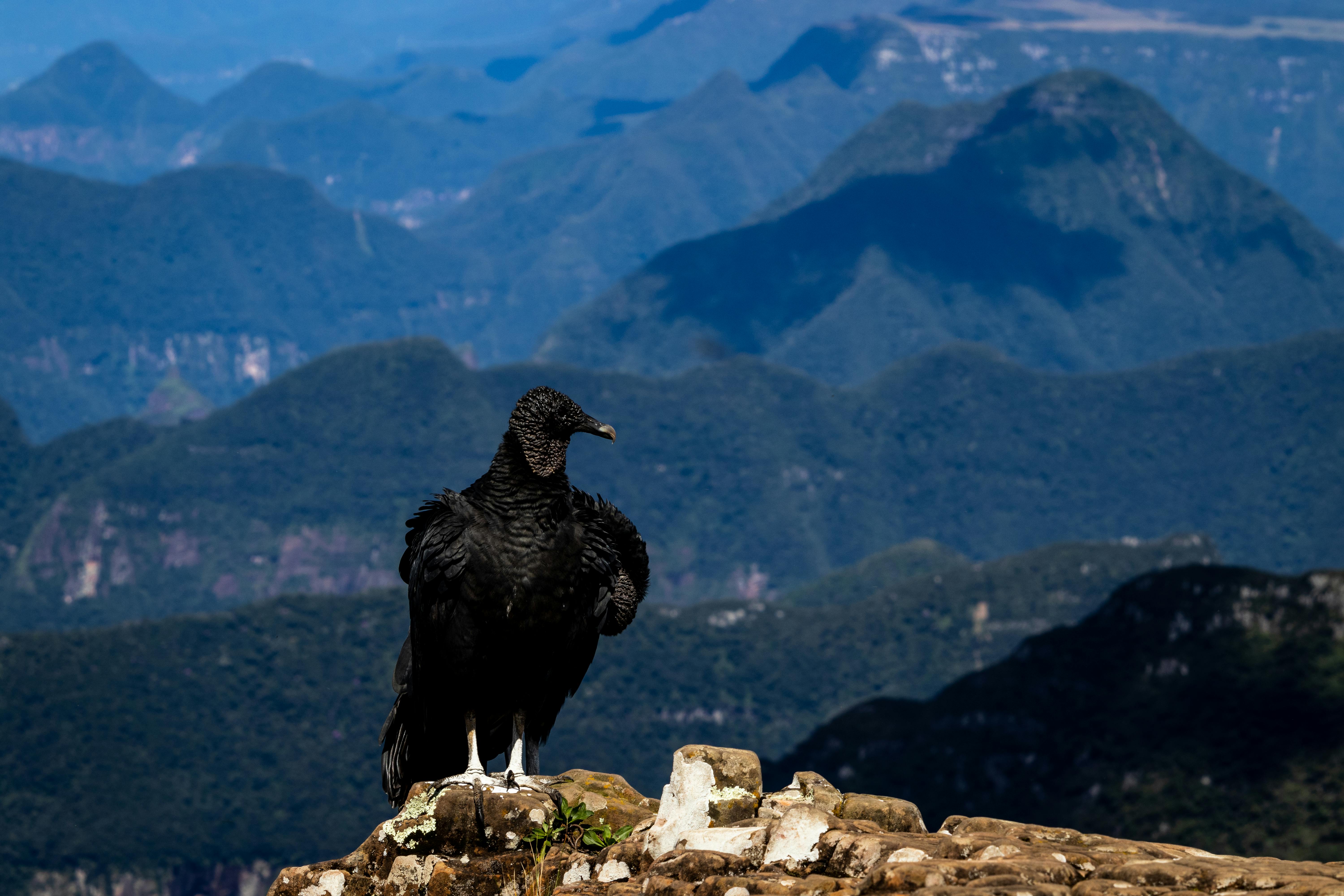 Close up of Condor · Free Stock Photo