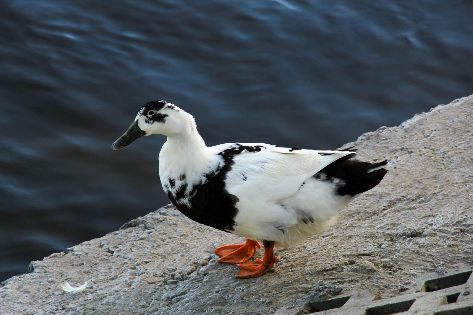 Ancona Duck Photos, Download The BEST Free Ancona Duck Stock Photos ...