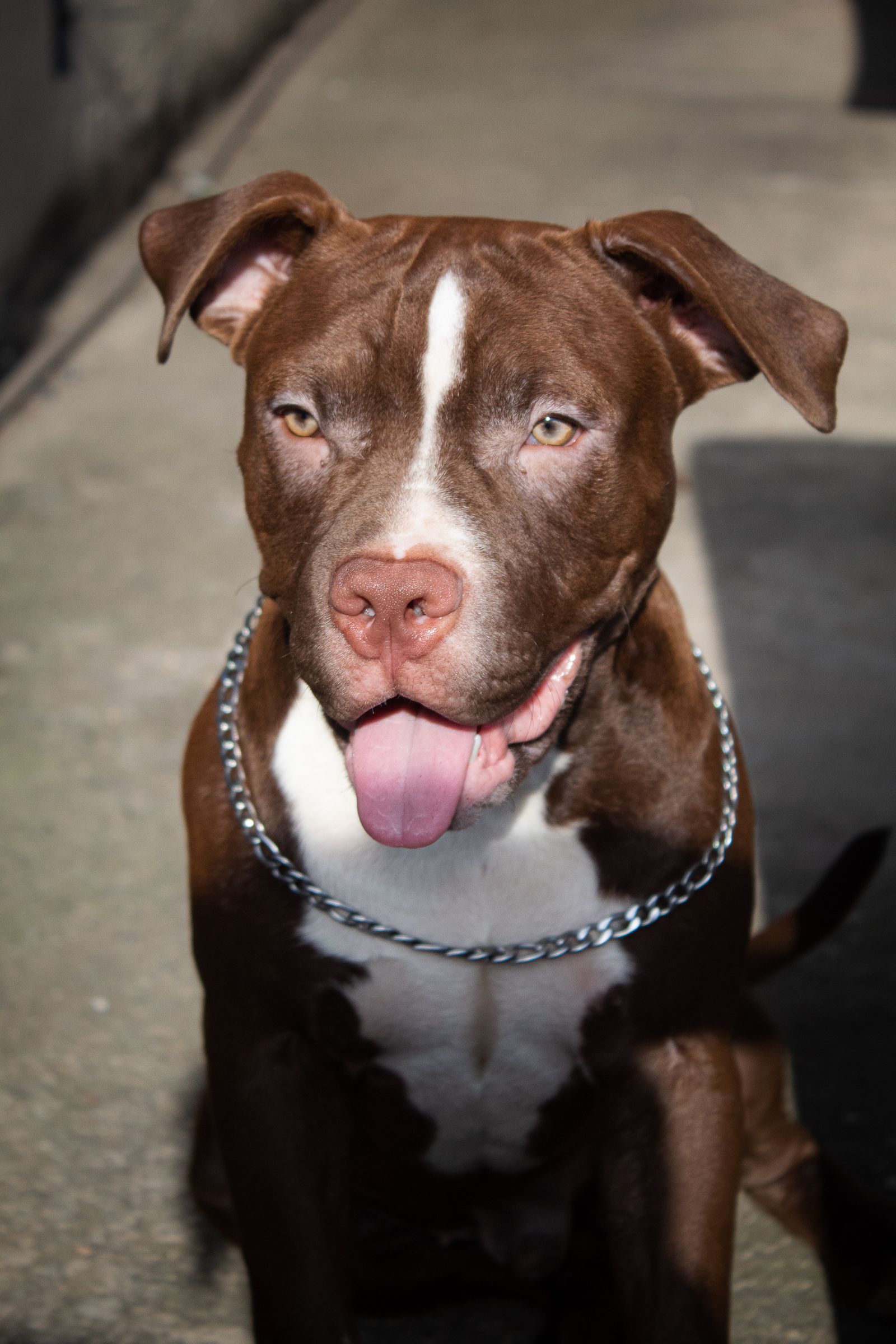 Pitbull Wallpaper Photos, Download The BEST Free Pitbull Wallpaper ...