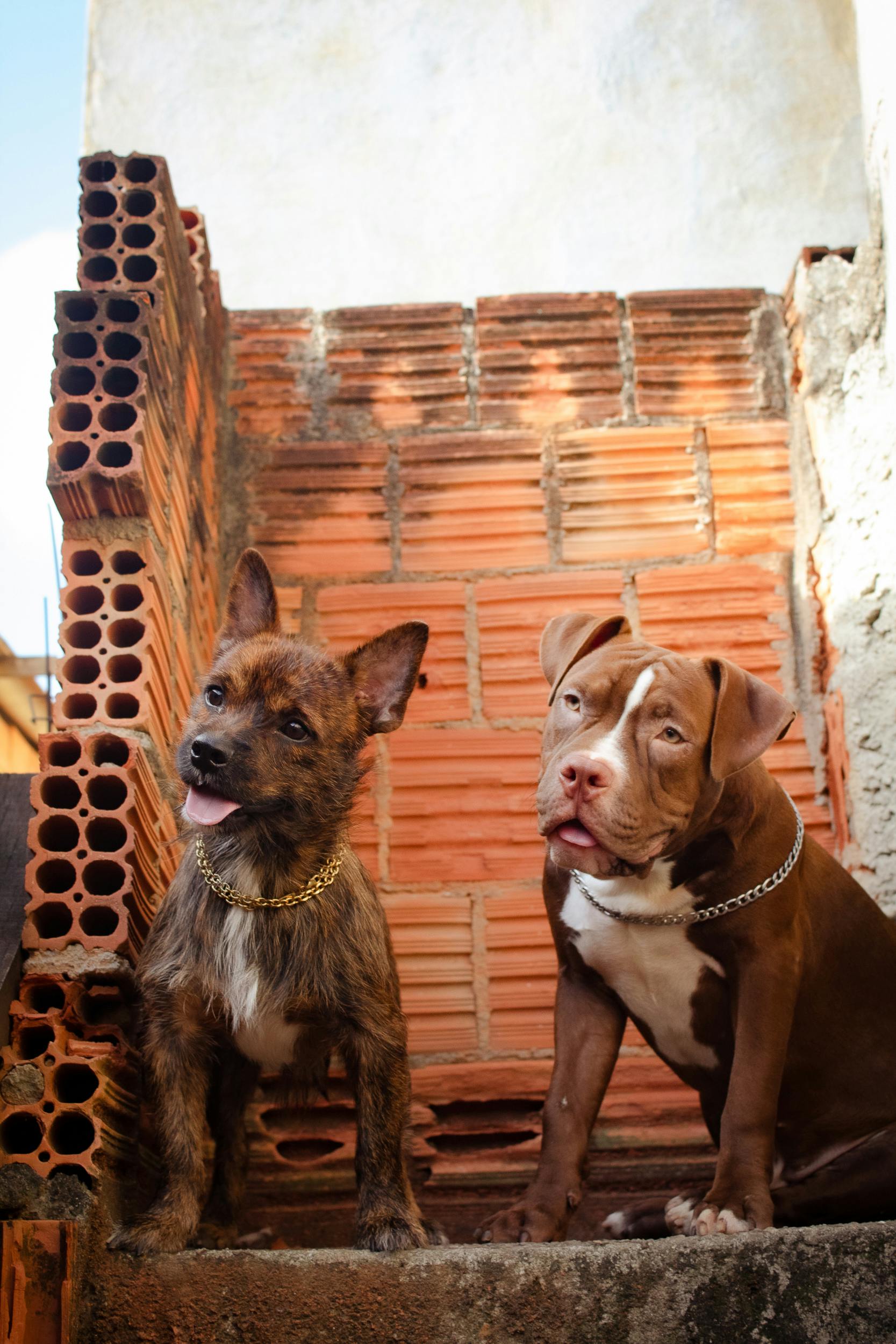 Portrait Of Dogs Photos, Download The BEST Free Portrait Of Dogs Stock ...