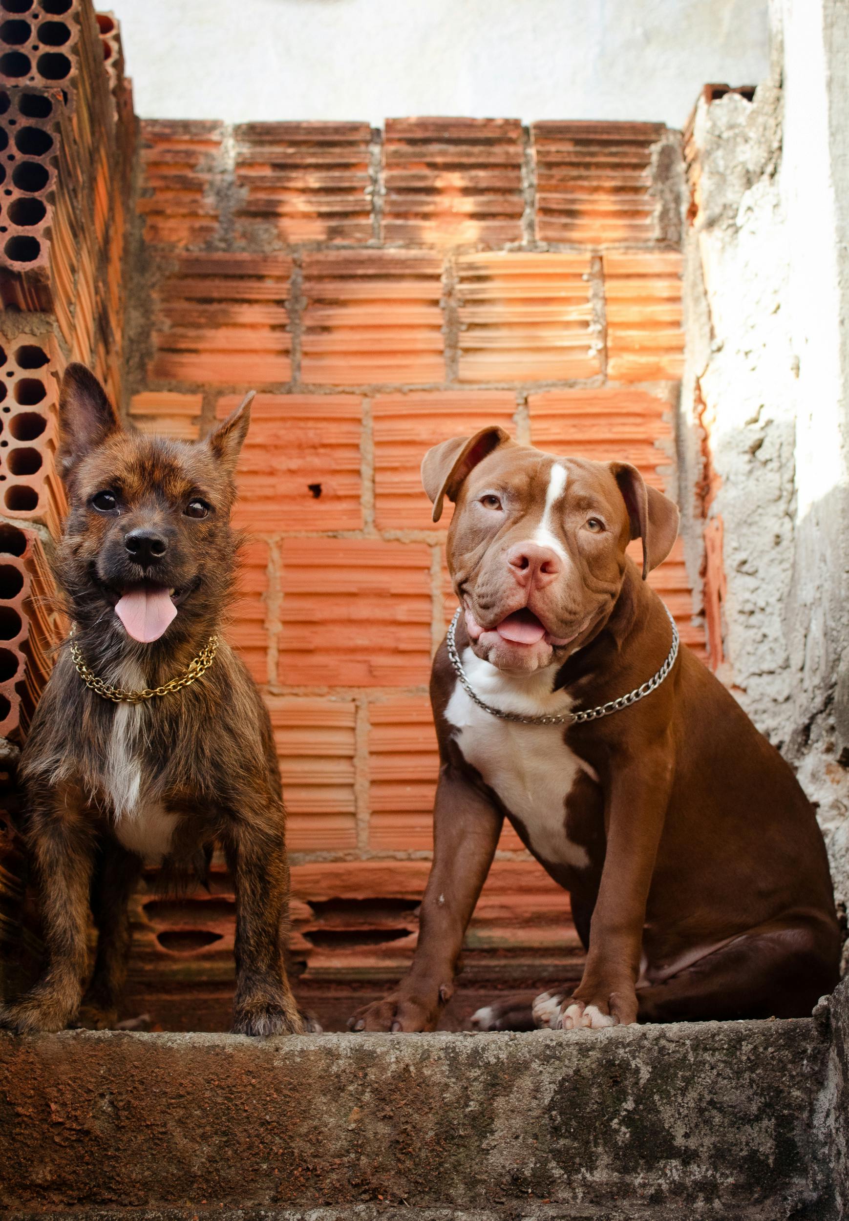 Free Dogs Photos, Download The BEST Free Free Dogs Stock Photos & HD Images