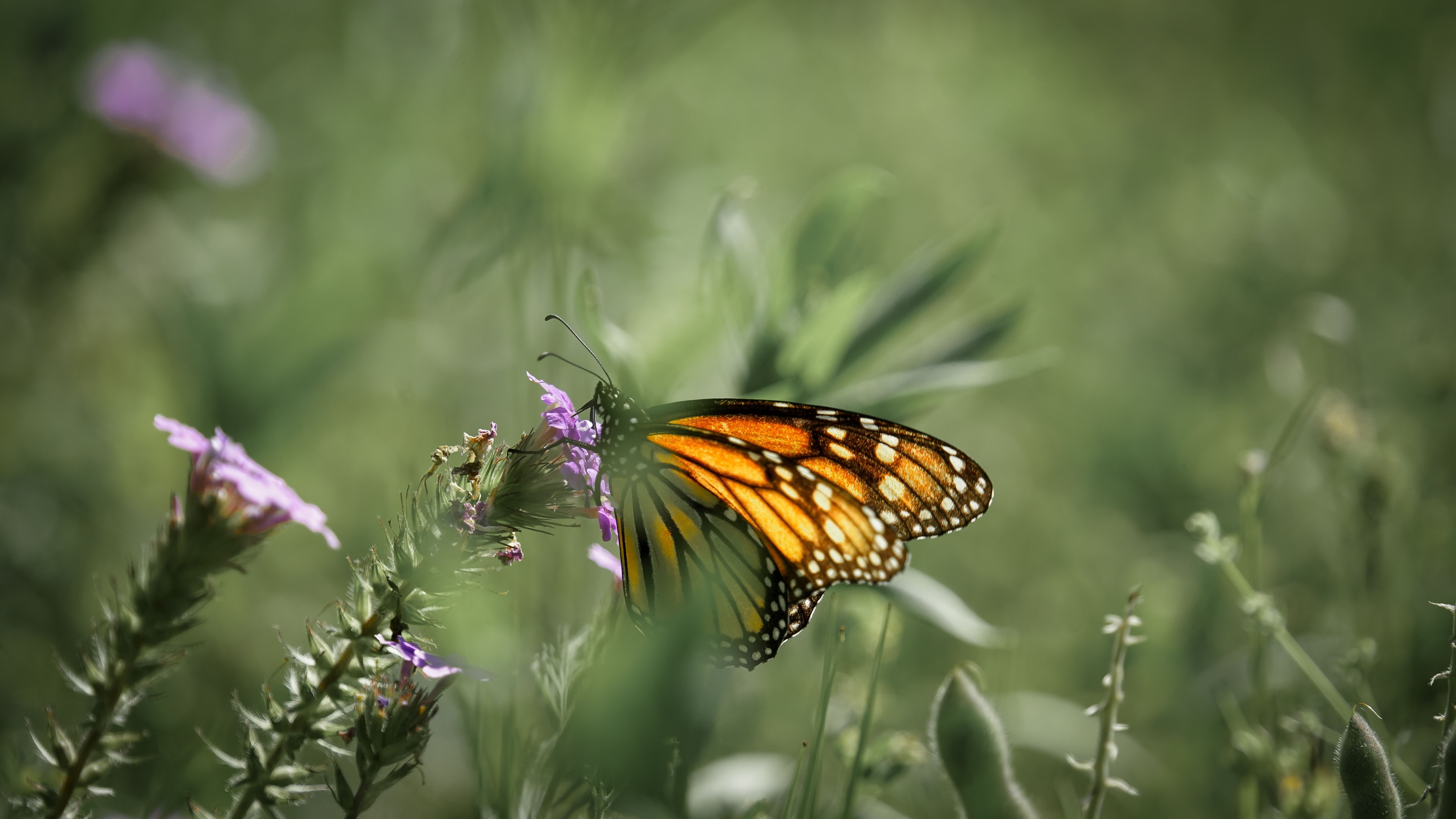 Monarch Butterfly on a Flower · Free Stock Photo