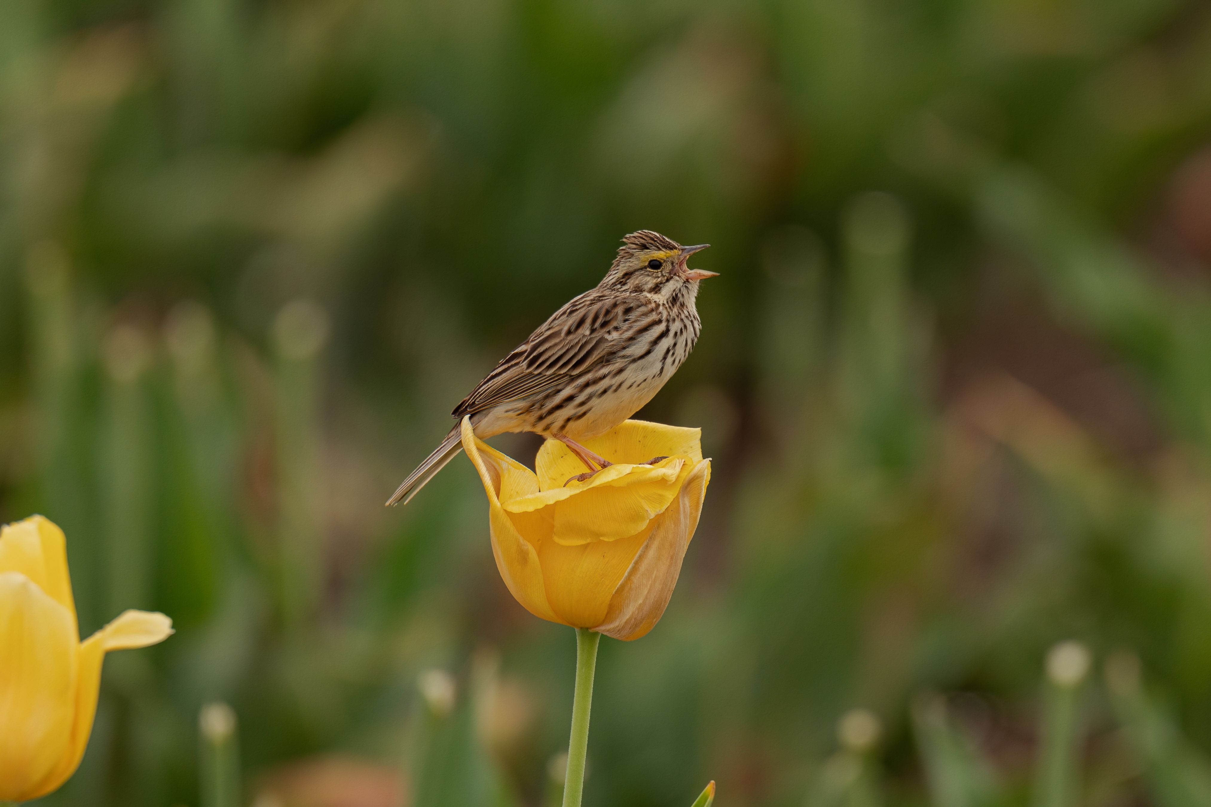Sparrow on Flower · Free Stock Photo