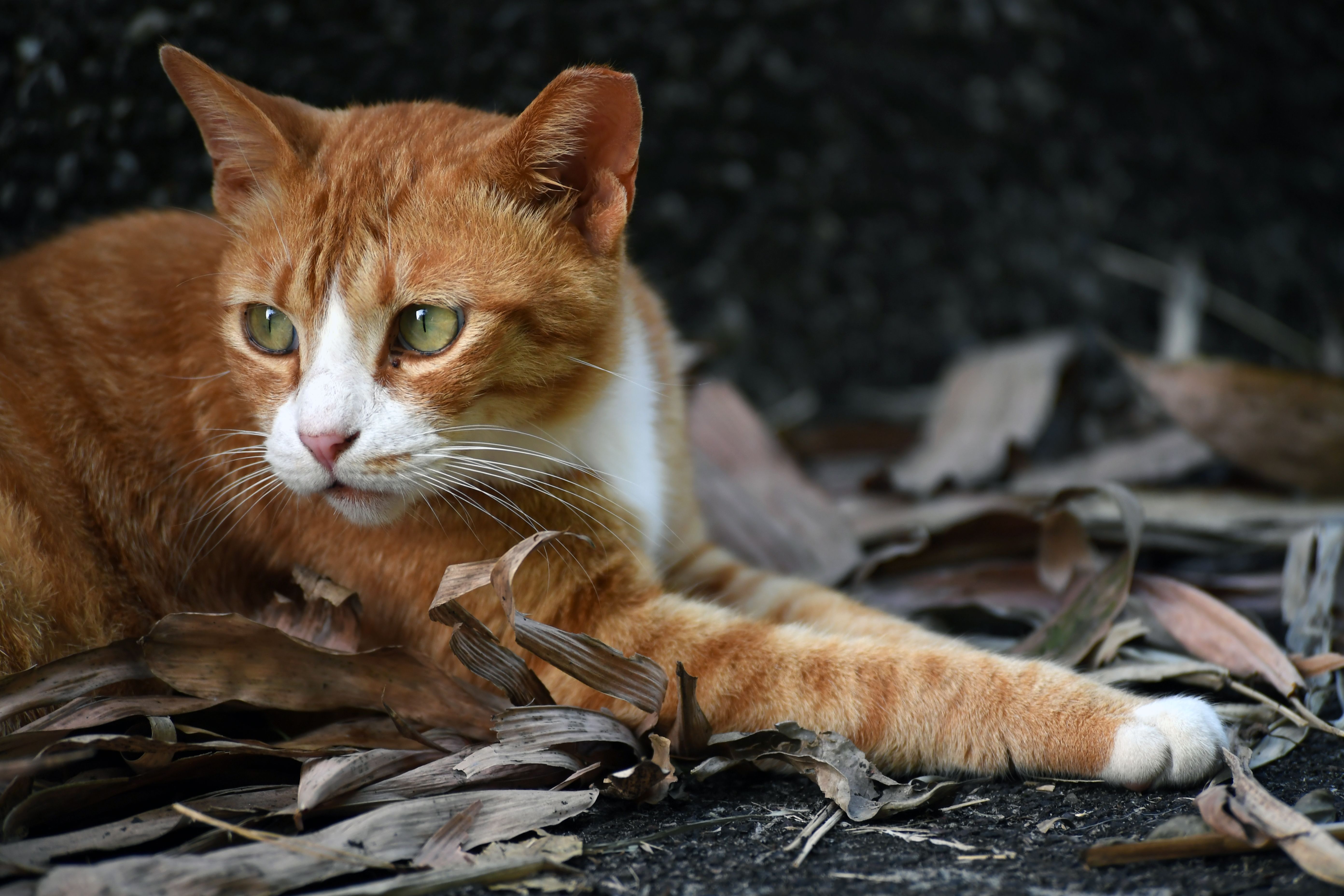 A Ginger Cat · Free Stock Photo