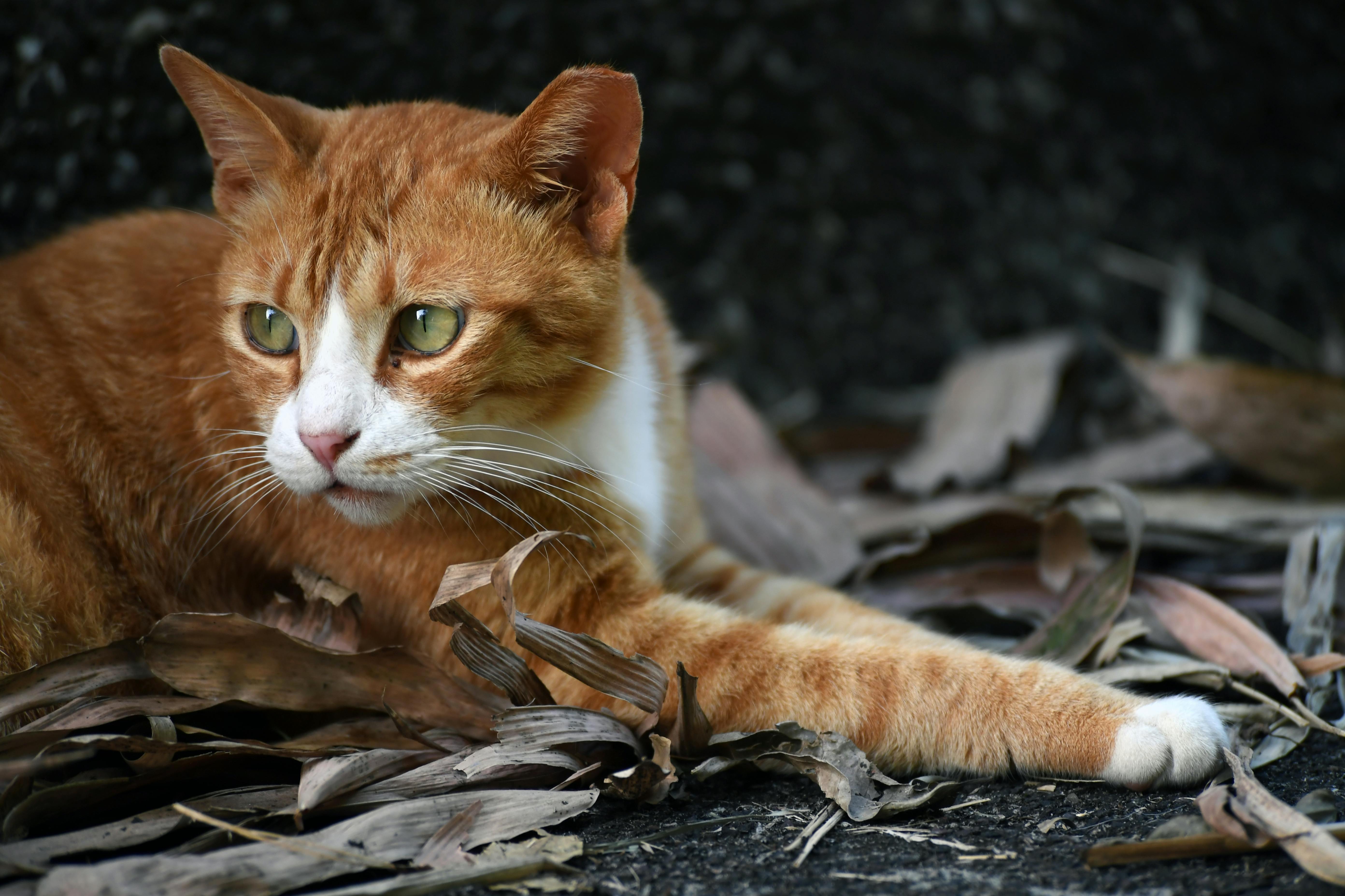 Cat Pic Photos, Download The BEST Free Cat Pic Stock Photos & HD Images