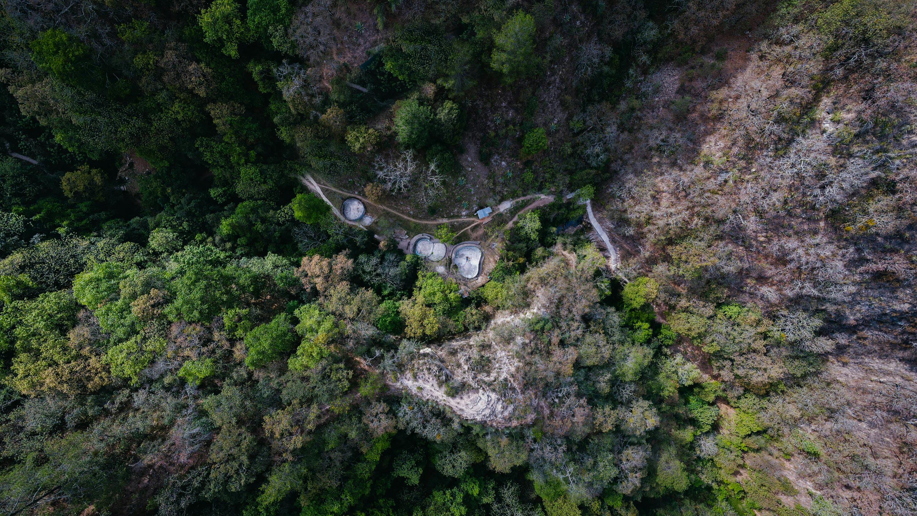 Aerial View of Trees in the Forest · Free Stock Photo